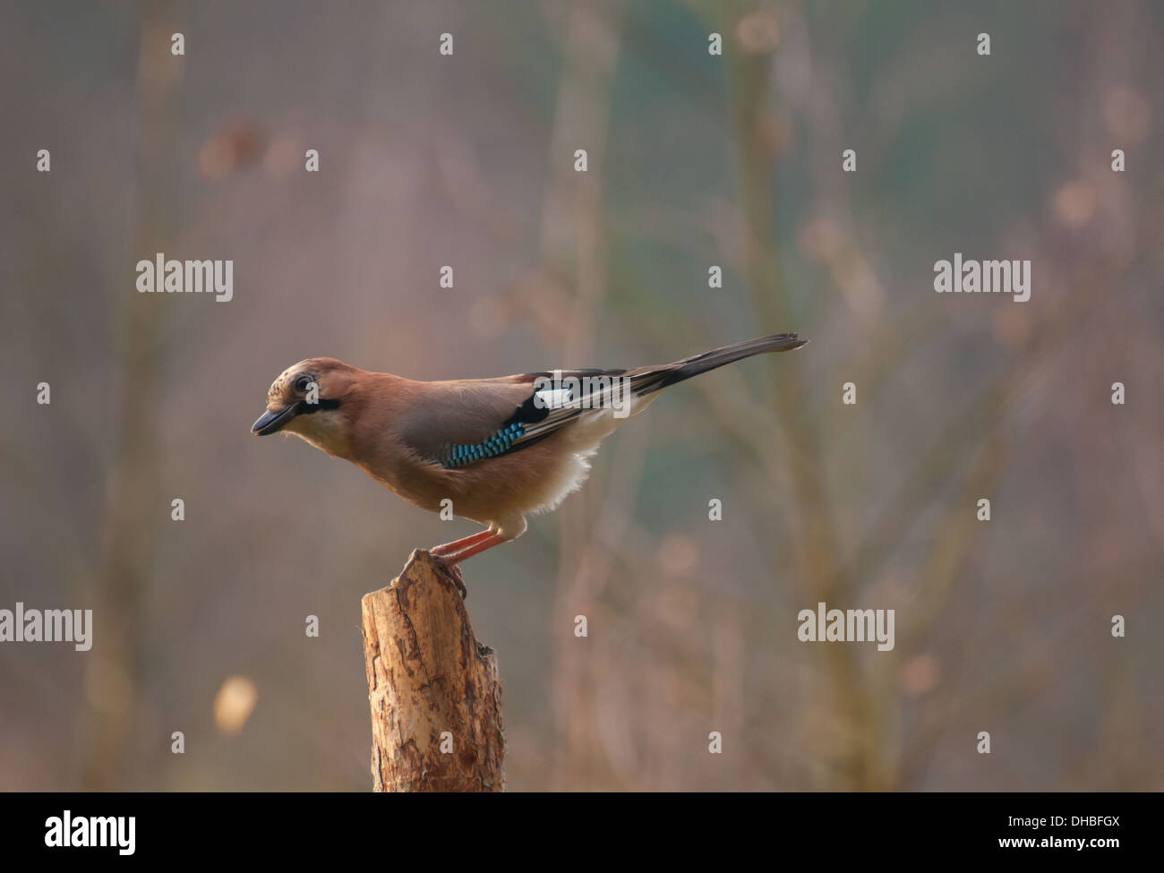 Common jay hi-res stock photography and images - Alamy