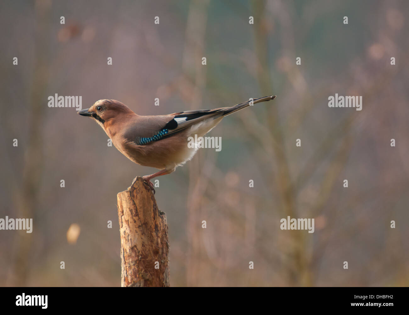 Common jay hi-res stock photography and images - Alamy