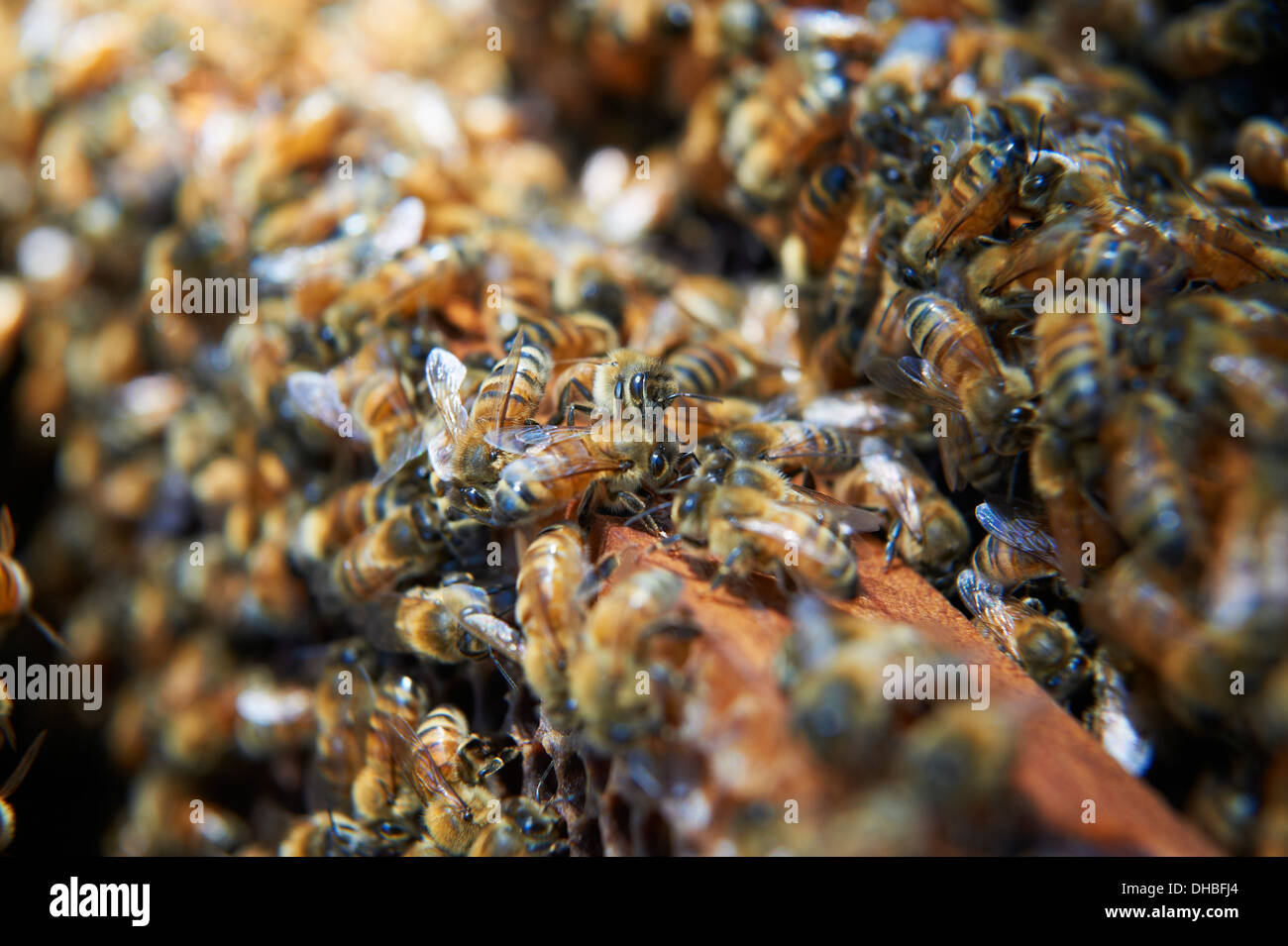 Bees and insects hi-res stock photography and images - Alamy