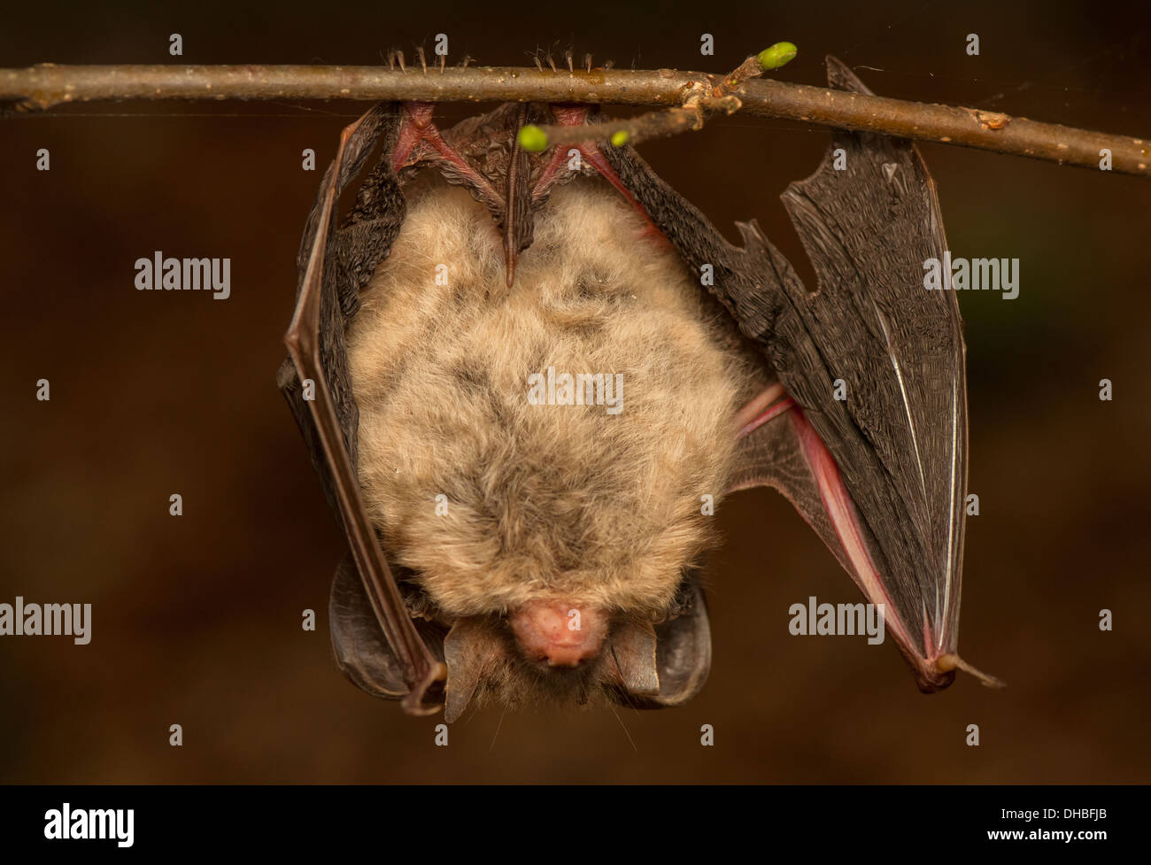 Wild plecotus hi-res stock photography and images - Alamy