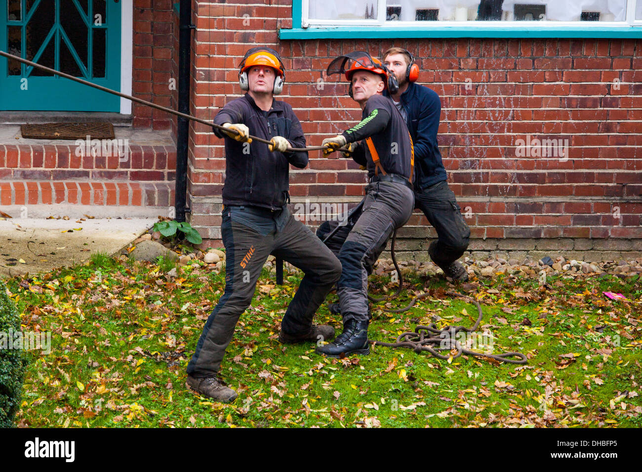 Three Tree Fellers pulling on a rope Stock Photo - Alamy