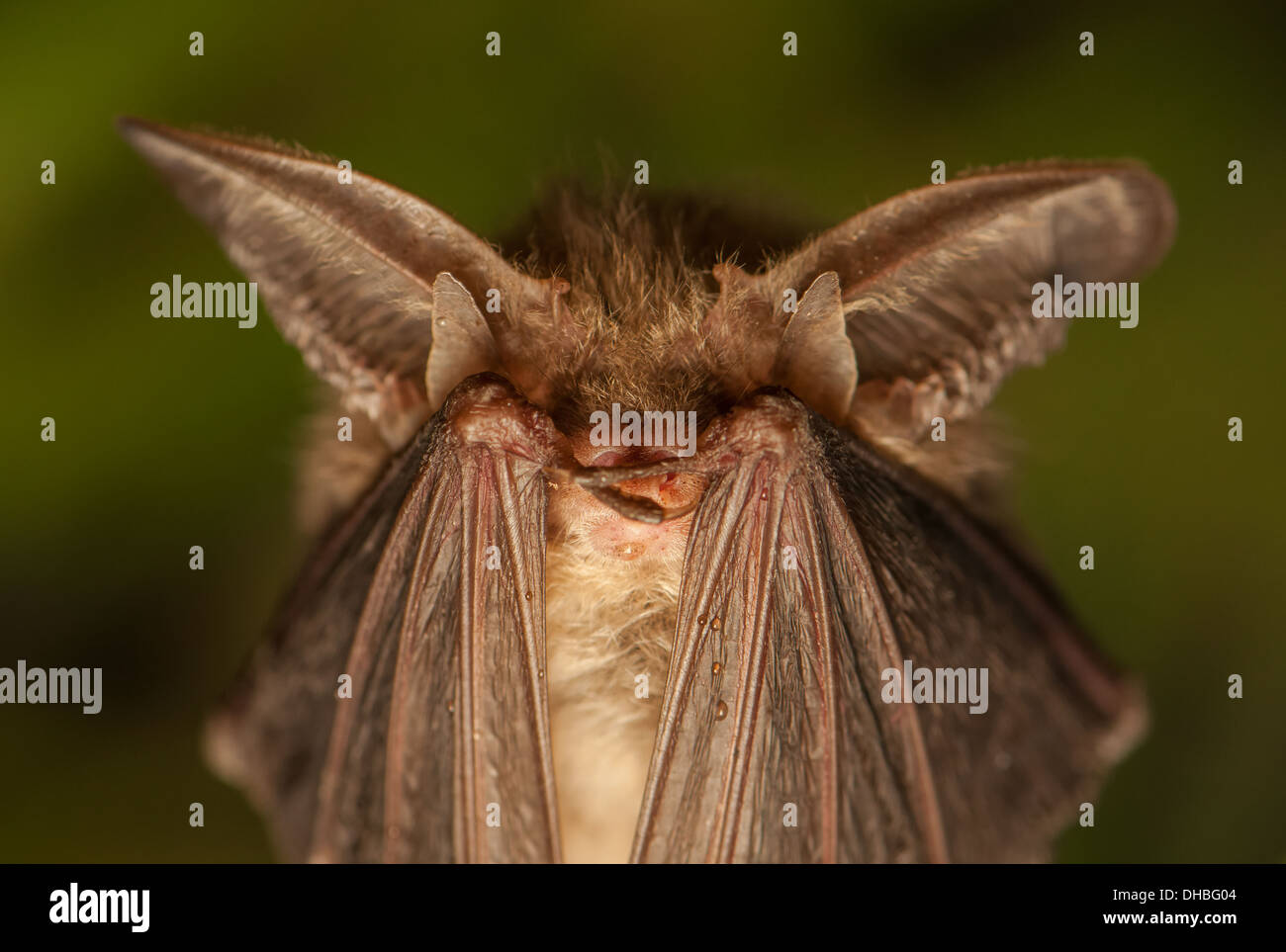 Wild plecotus hi-res stock photography and images - Alamy