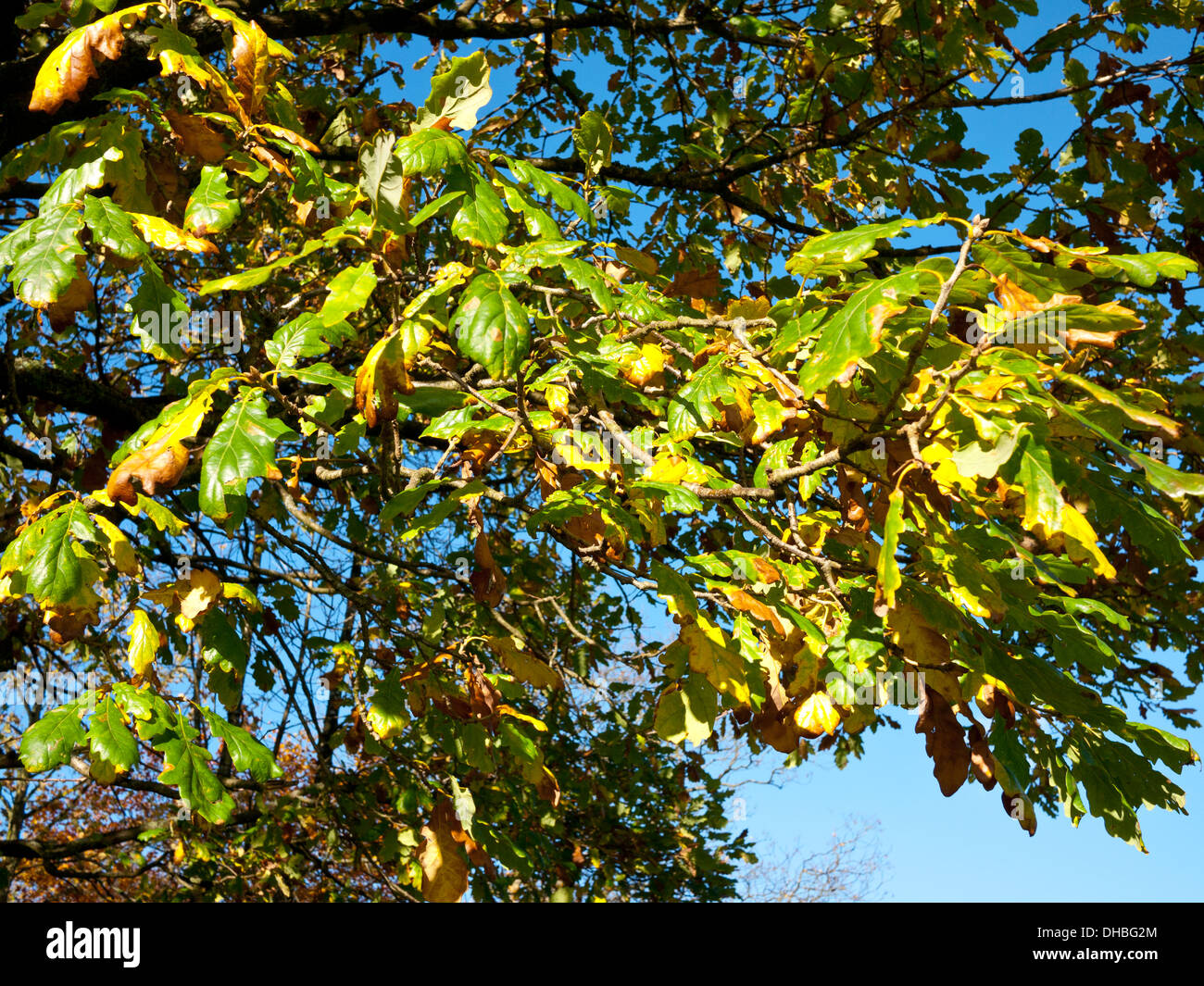 Quercus robur leaves hi-res stock photography and images - Alamy