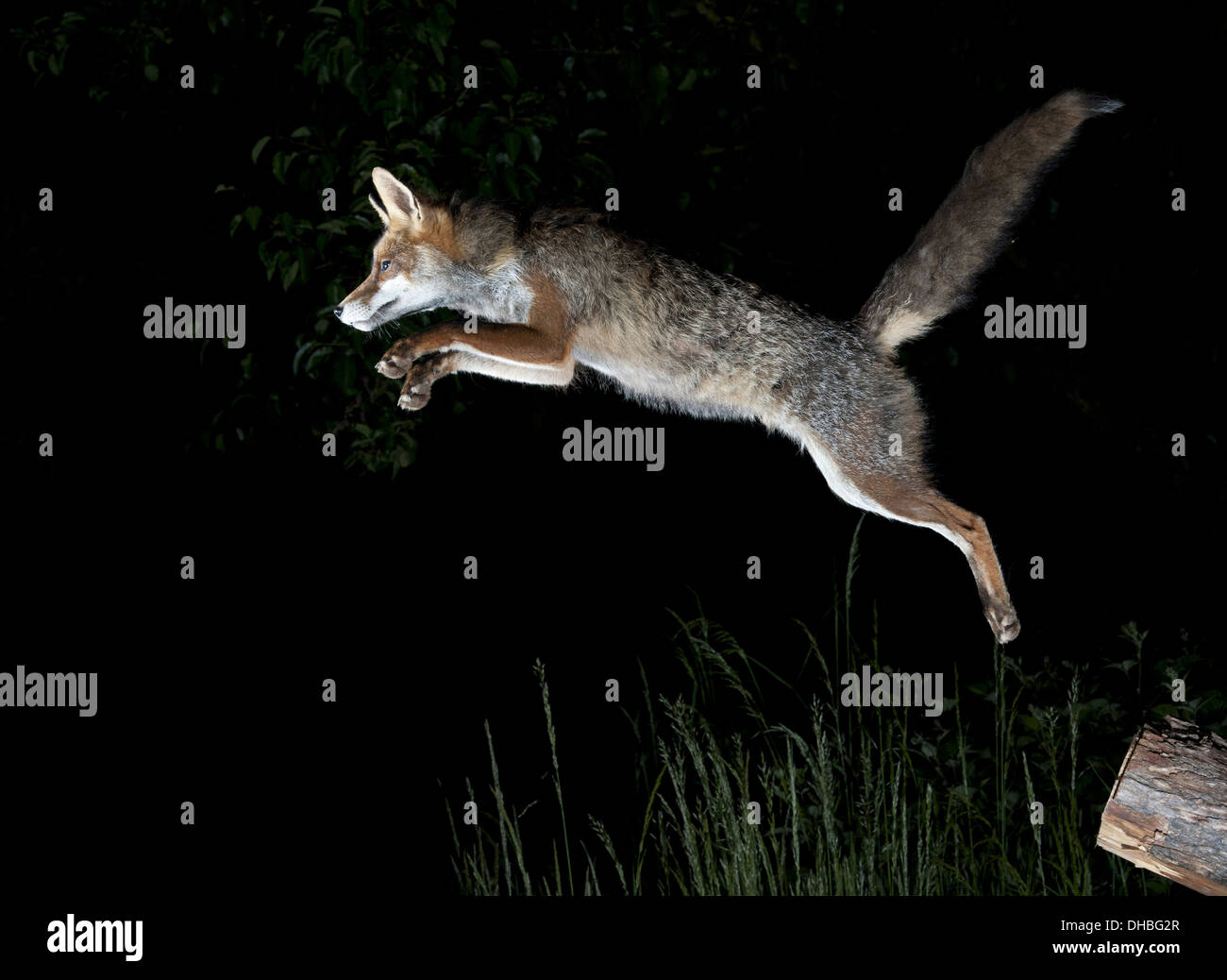 Fox jumping hi-res stock photography and images - Alamy