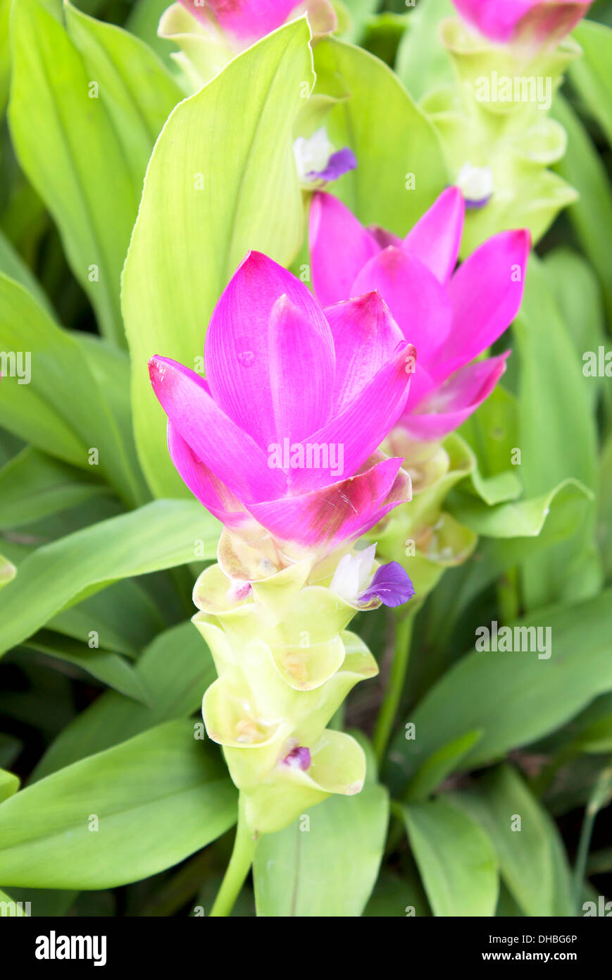 garden flowers blooming curcuma alismatifolia green nature Stock Photo ...