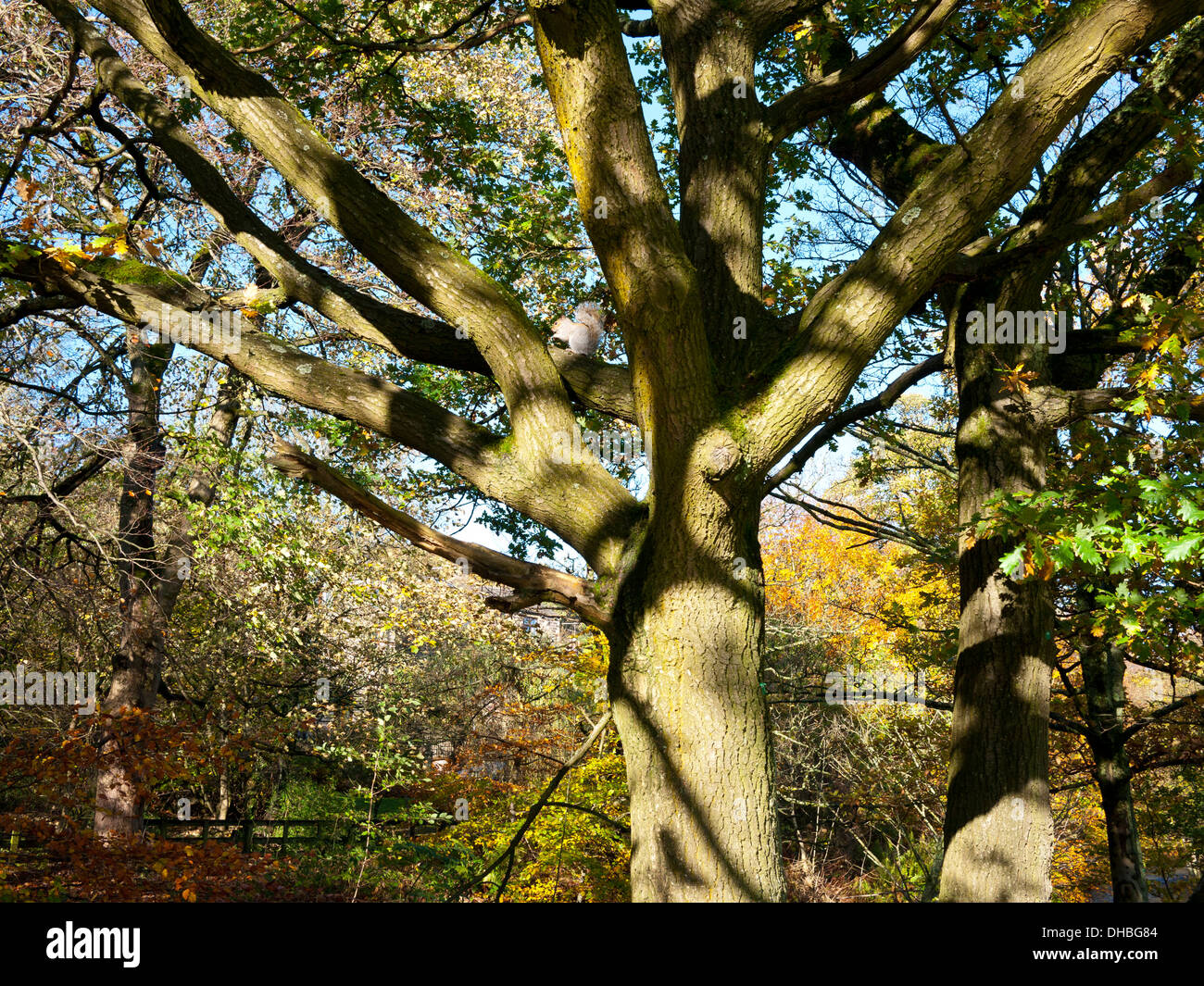 Grey Squirrel on the bough of a Oak Tree. UK Stock Photo - Alamy