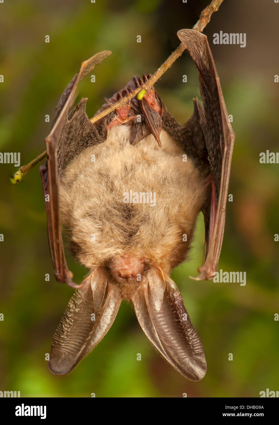 Wild plecotus hi-res stock photography and images - Alamy