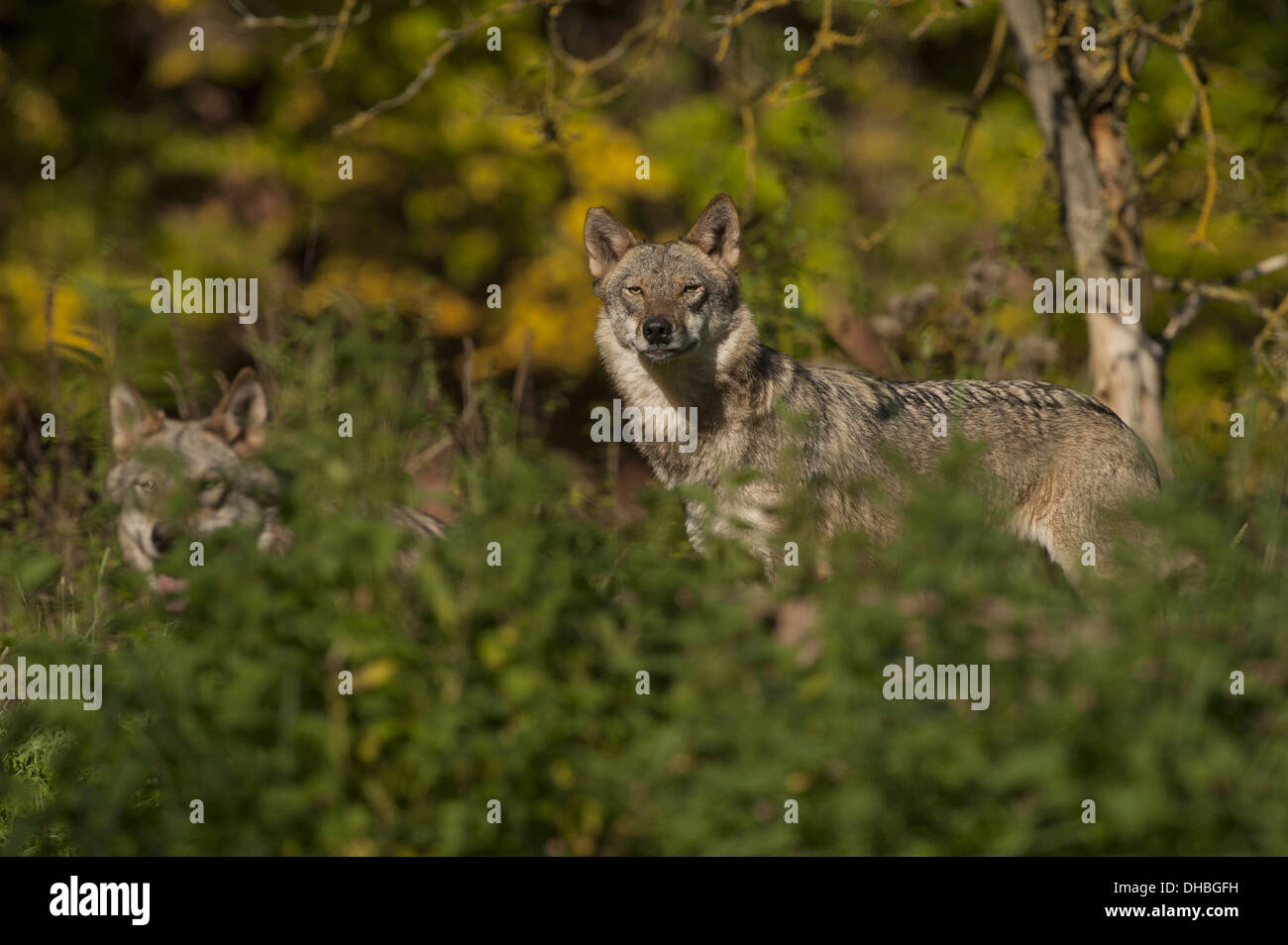 Grey wolf europe hi-res stock photography and images - Alamy