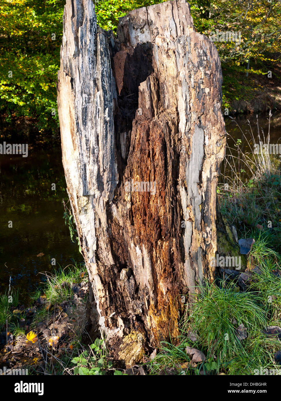 Rotted Tree stump Stock Photo - Alamy