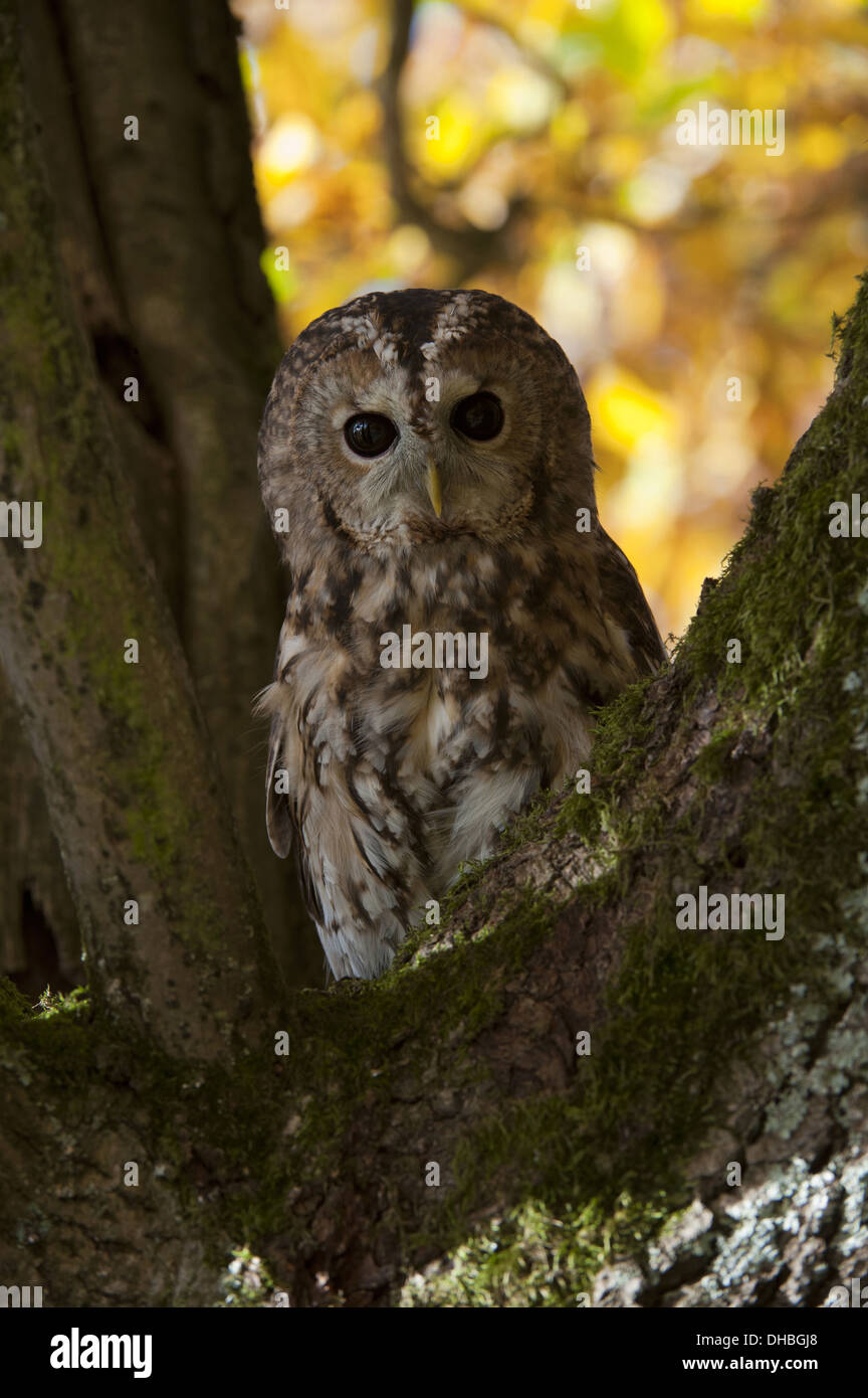 Tawny owls tree hi-res stock photography and images - Alamy