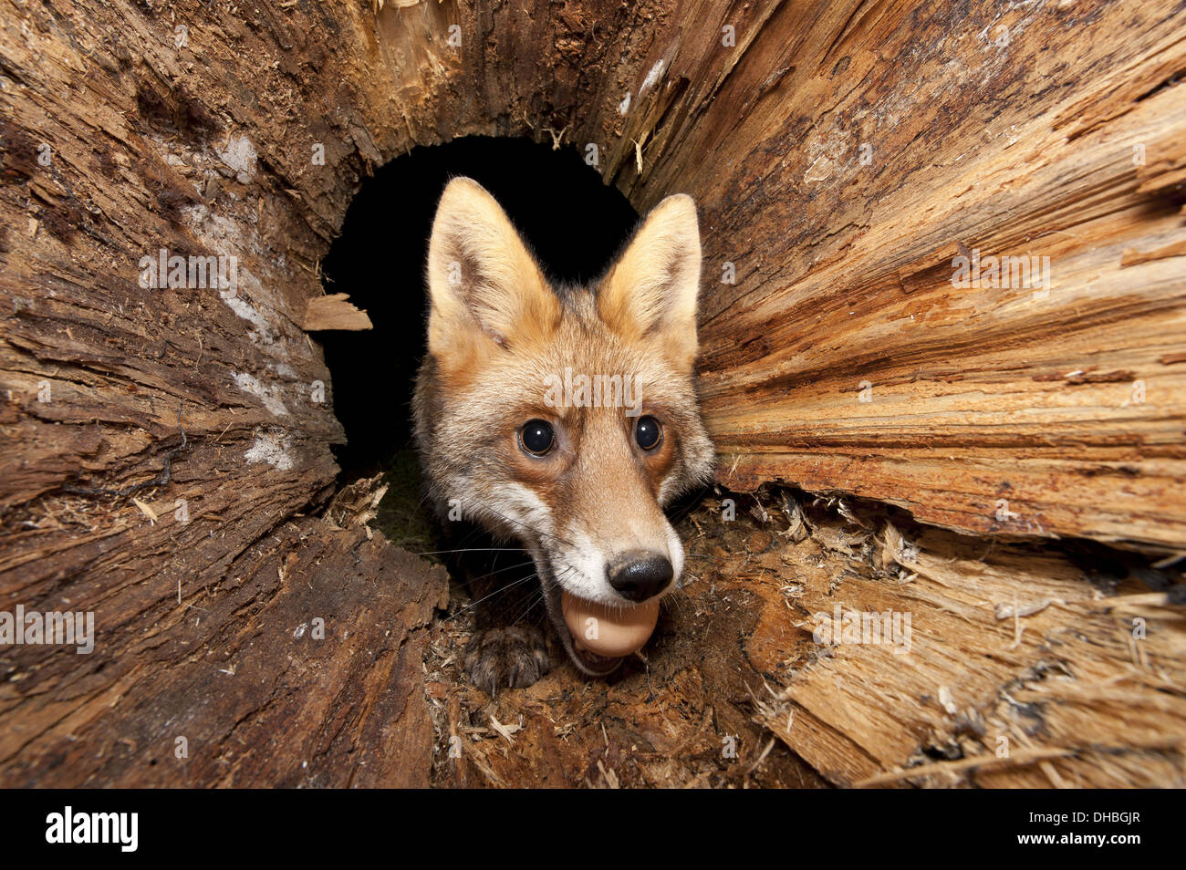 Tree Trunk Hollow Stock Photos & Tree Trunk Hollow Stock Images - Alamy