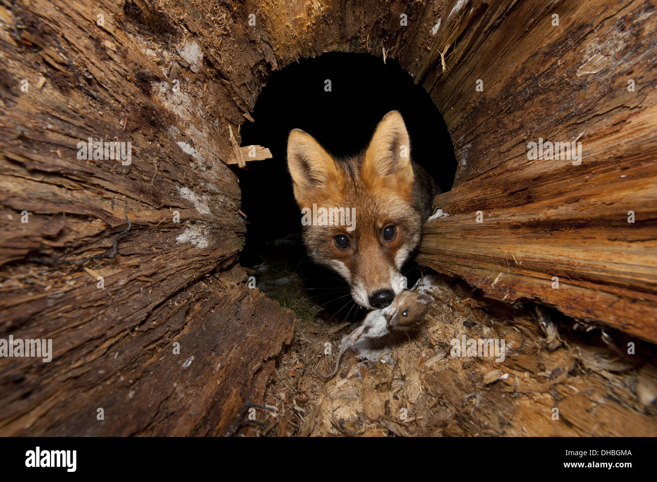 Red fox in tree hi-res stock photography and images - Alamy