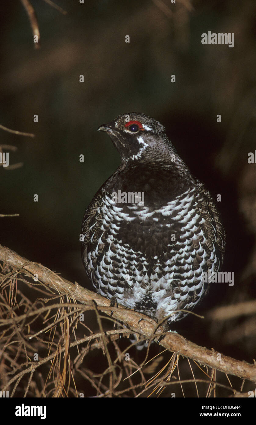 SPRUCE GROUSE (Falcipennis canadensis) adult male Algonquin State Park ...