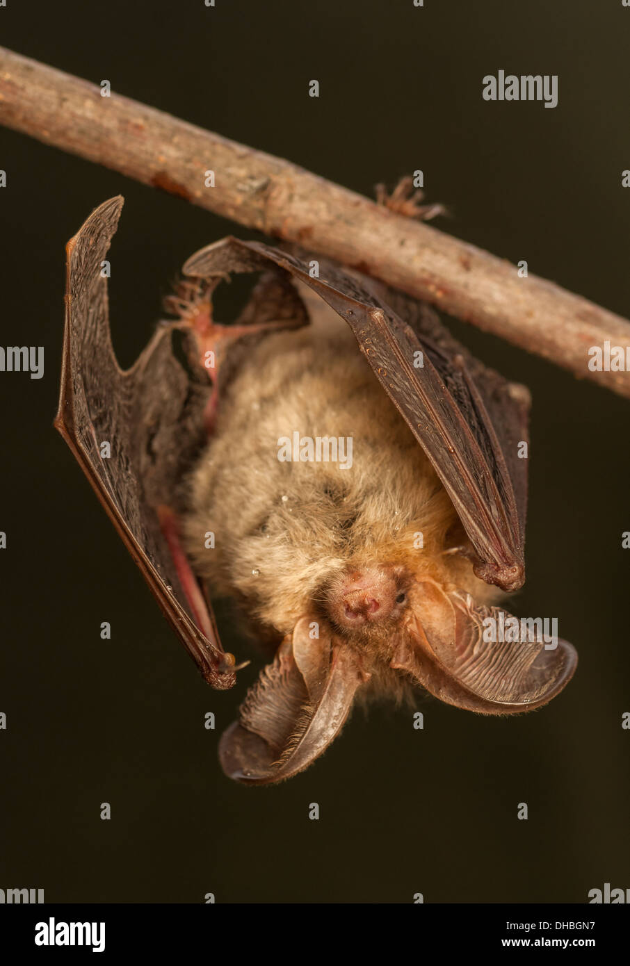 Wild plecotus hi-res stock photography and images - Alamy