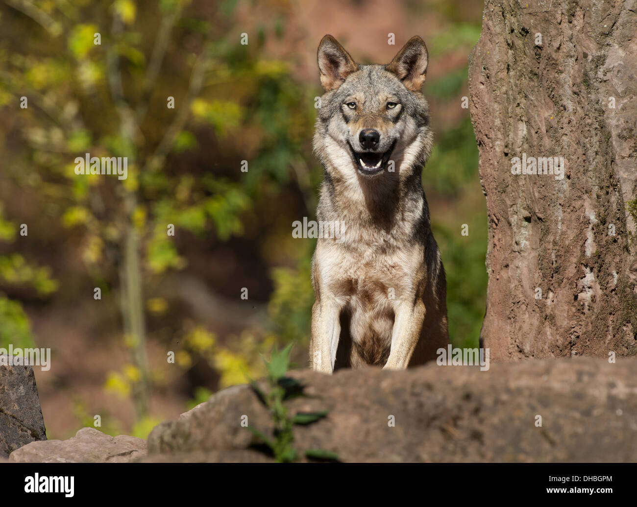 European Gray Wolf in autumnly forest, Canis lupus lupus, Germany ...