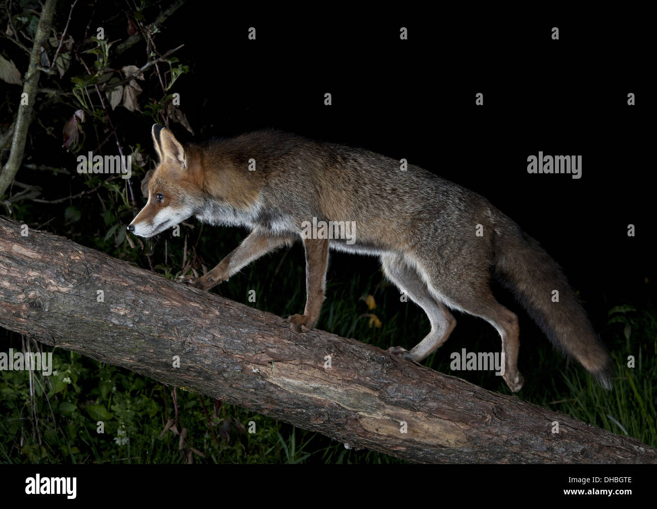 Tree with red fox hi-res stock photography and images - Alamy
