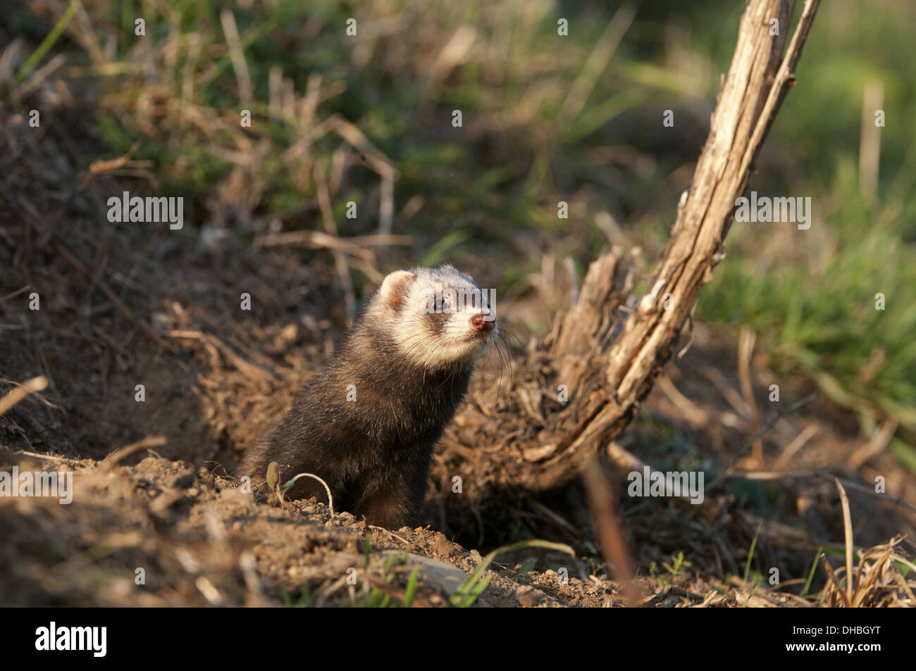 Ferret at a ground hole, Mustela putorius furo, Germany, Europe Stock ...