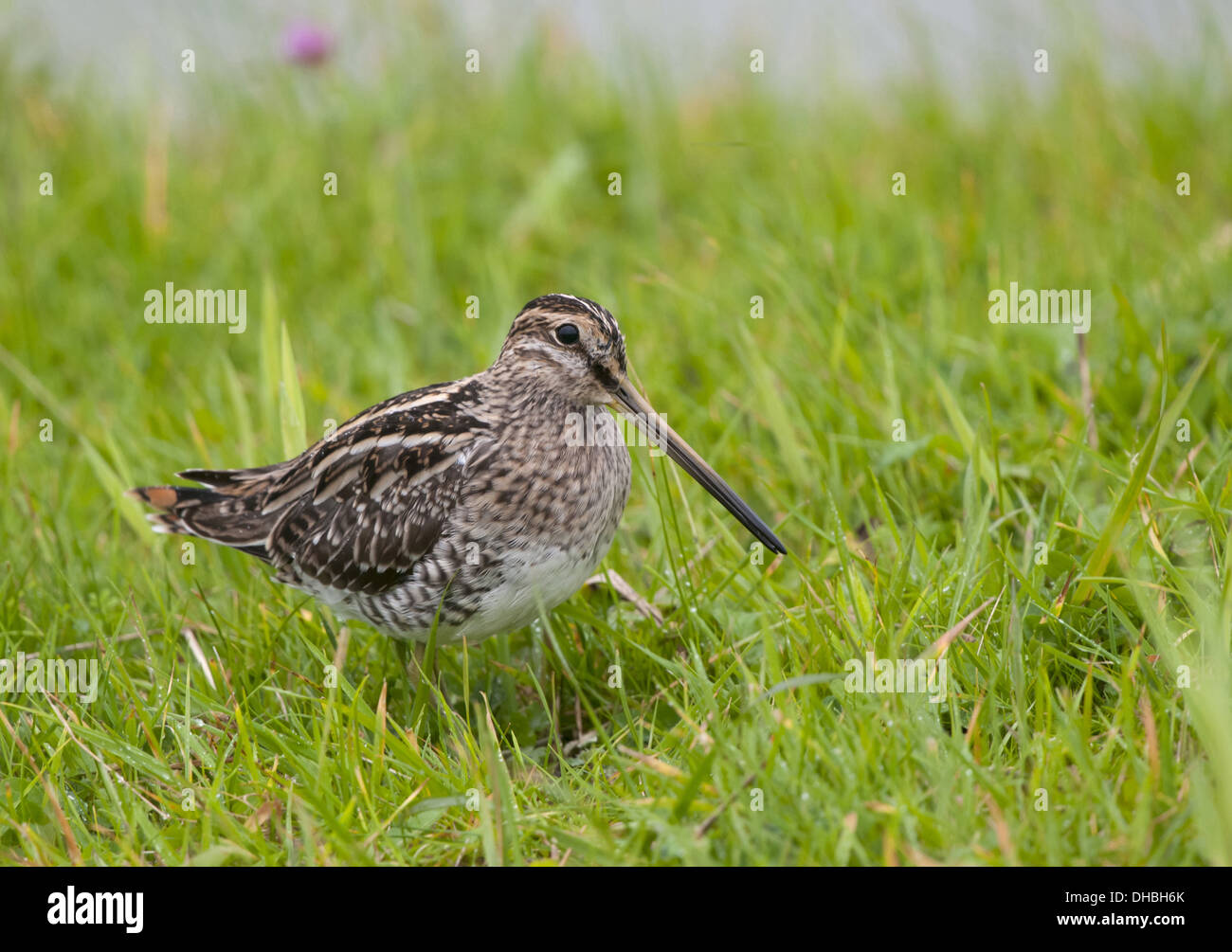 Common snipe foraging, Gallinago gallinago, Germany, Europe Stock Photo ...