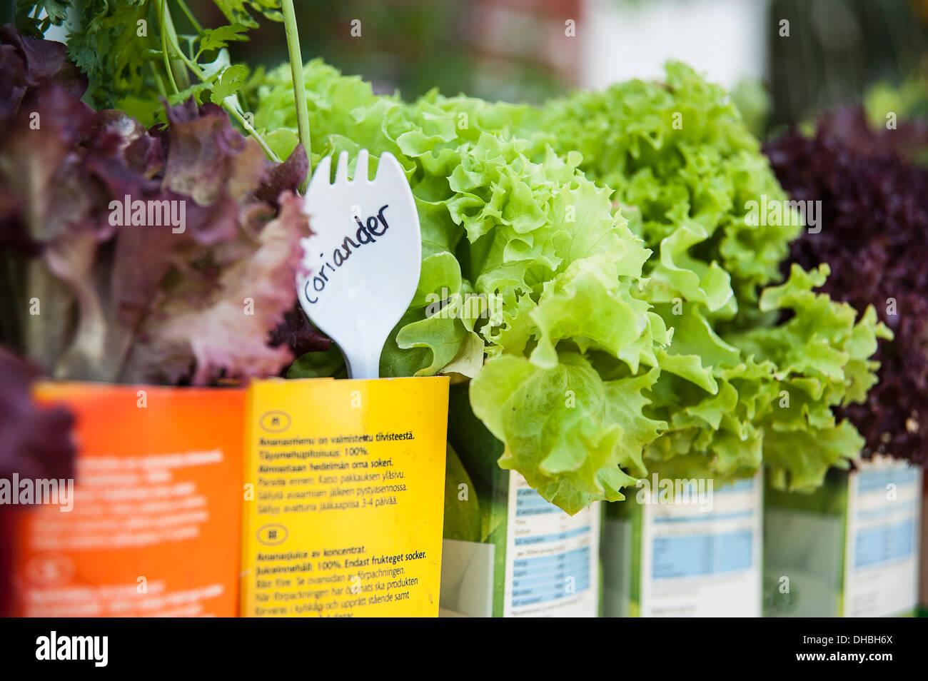 Lettuce Lactuca sativa 'Lollo bionda' growing with other lettuce and ...