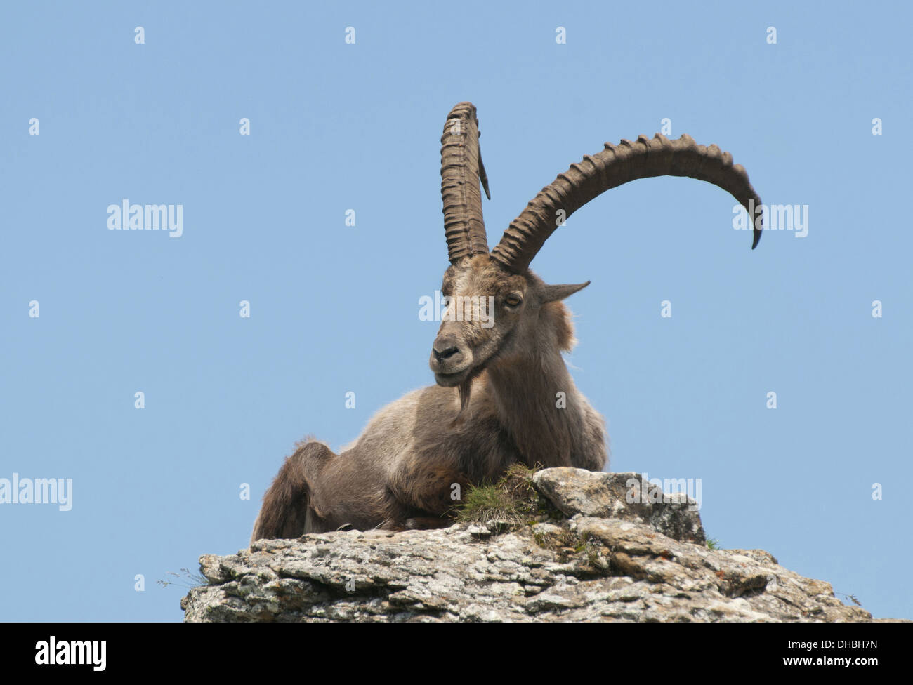 Alpine ibex on rock hi-res stock photography and images - Alamy