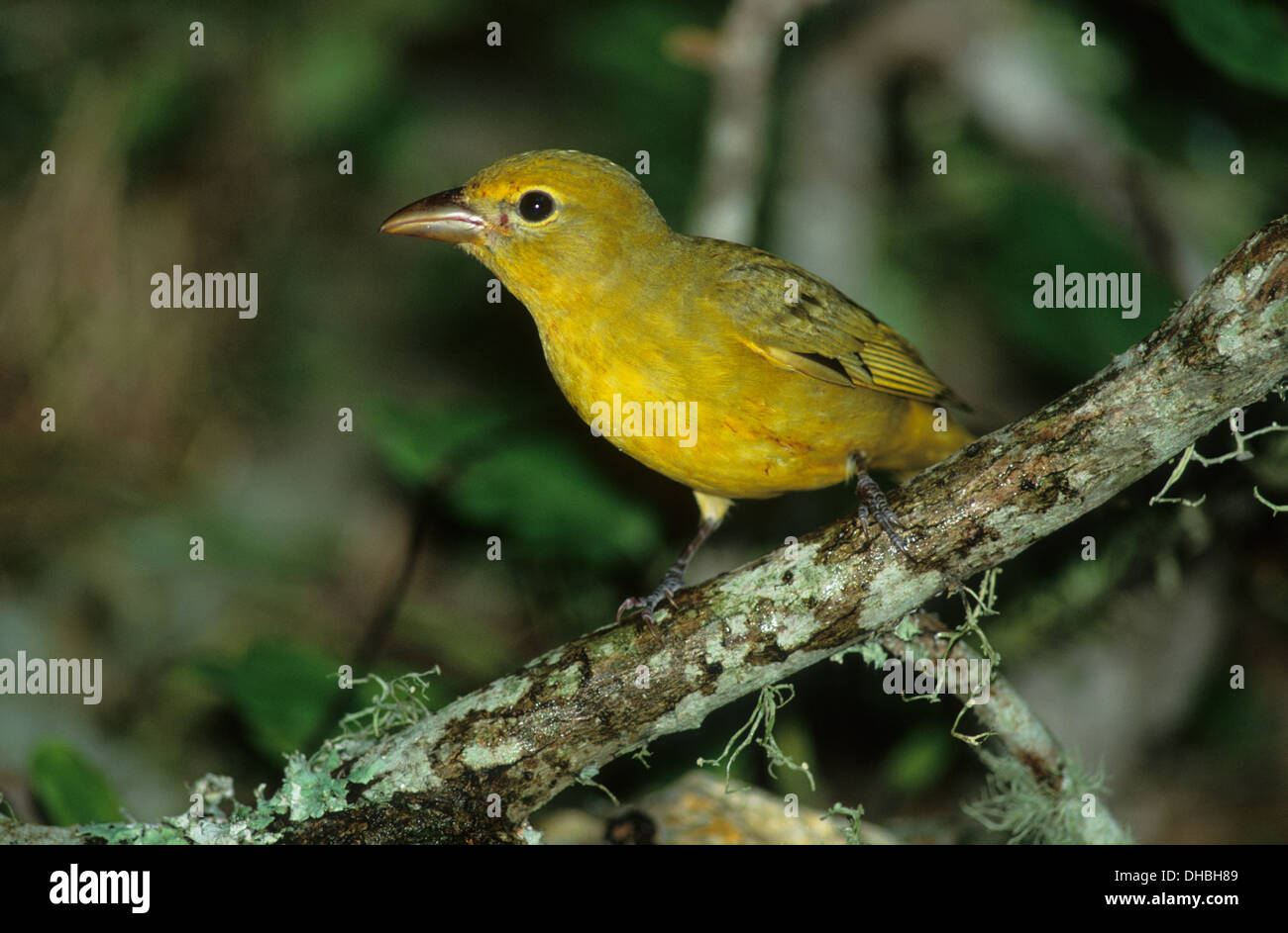Summer tanager female bird hi-res stock photography and images - Alamy