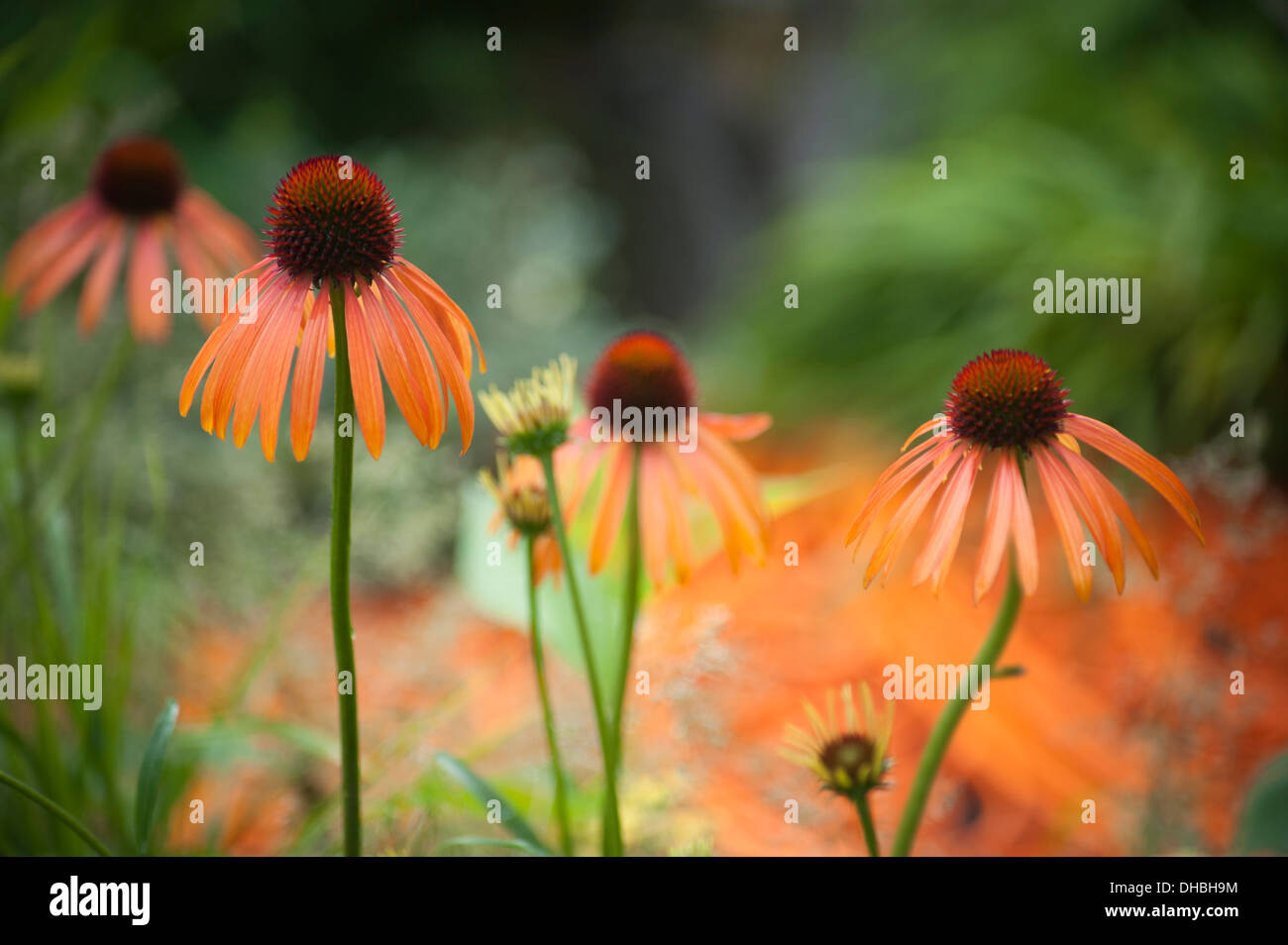 Echinacea purpurea 'Sunset'. Group of Echinacea or coneflowers with ...