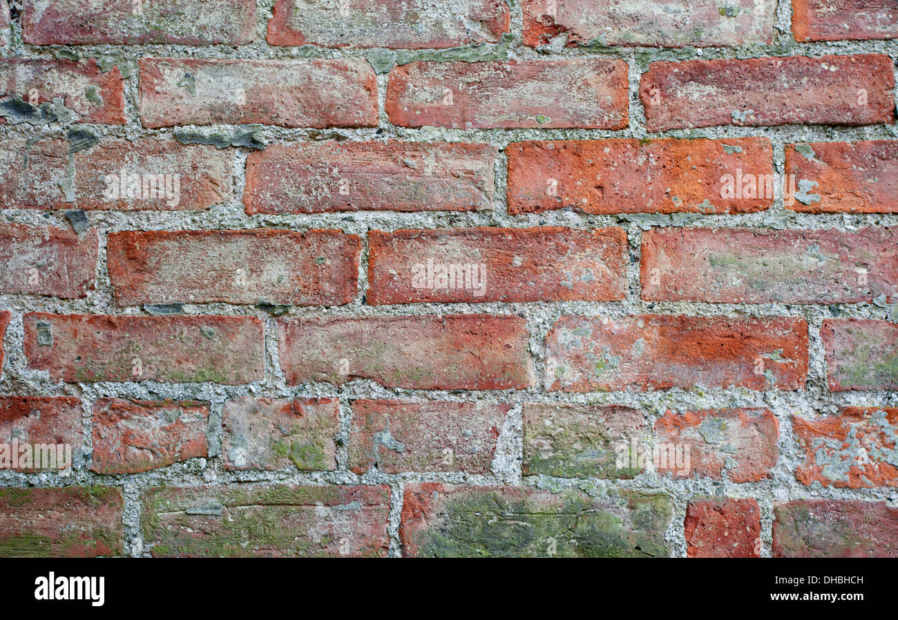 Old red brick wall with cement between bricks and green algae on some ...