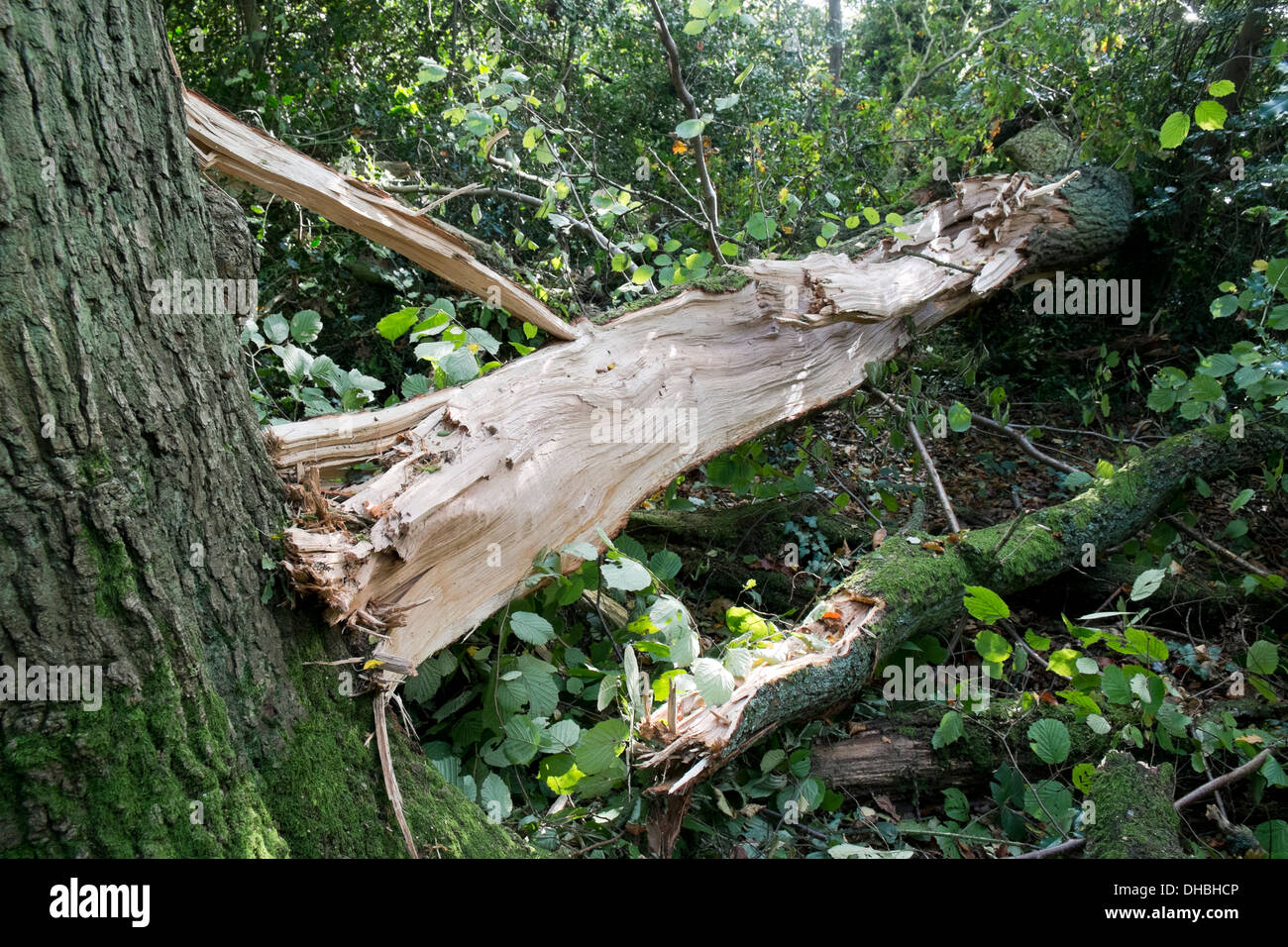 Storm damaged Oak tree fallen branch Stock Photo - Alamy