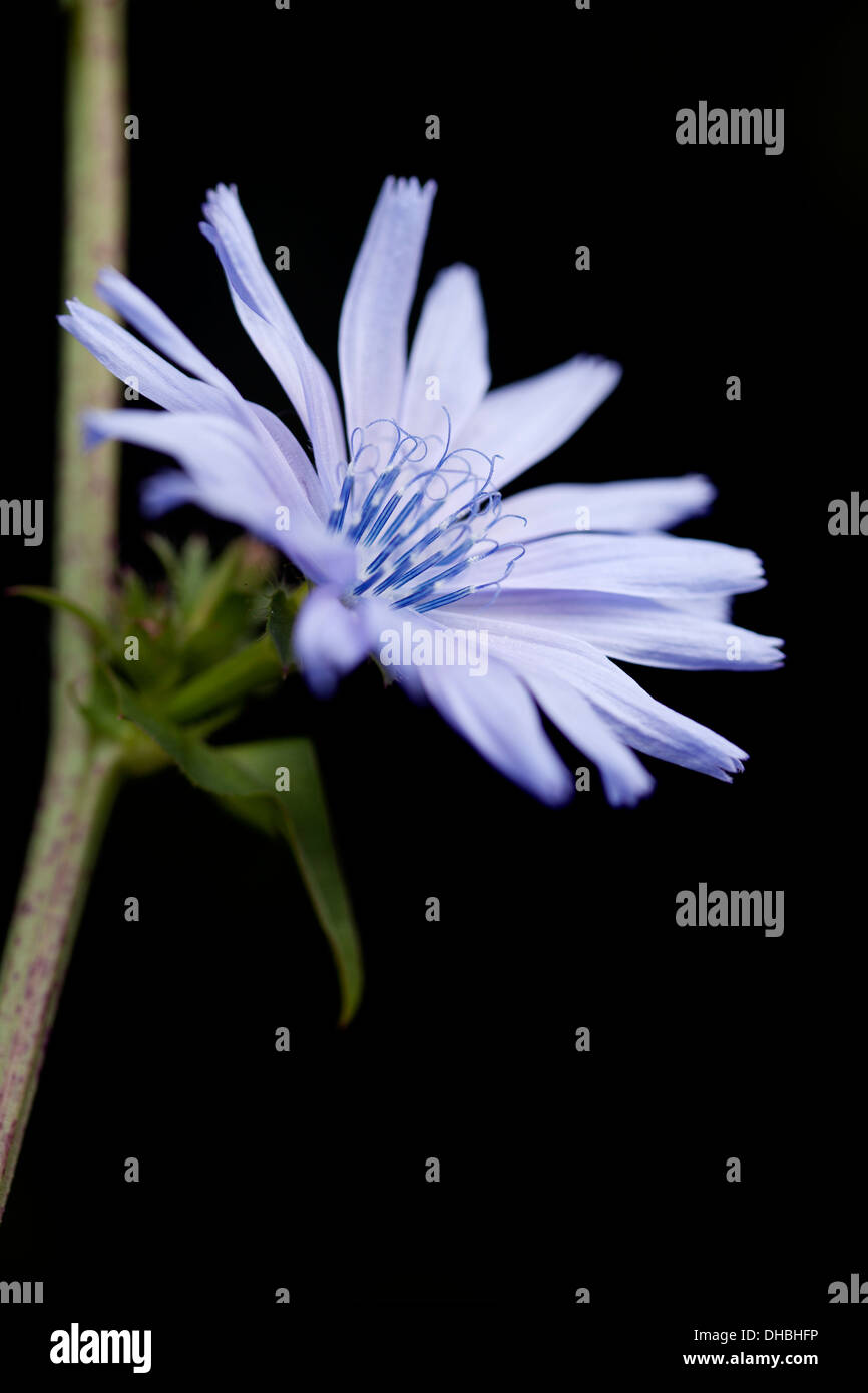 Blue chicory flower hi-res stock photography and images - Alamy