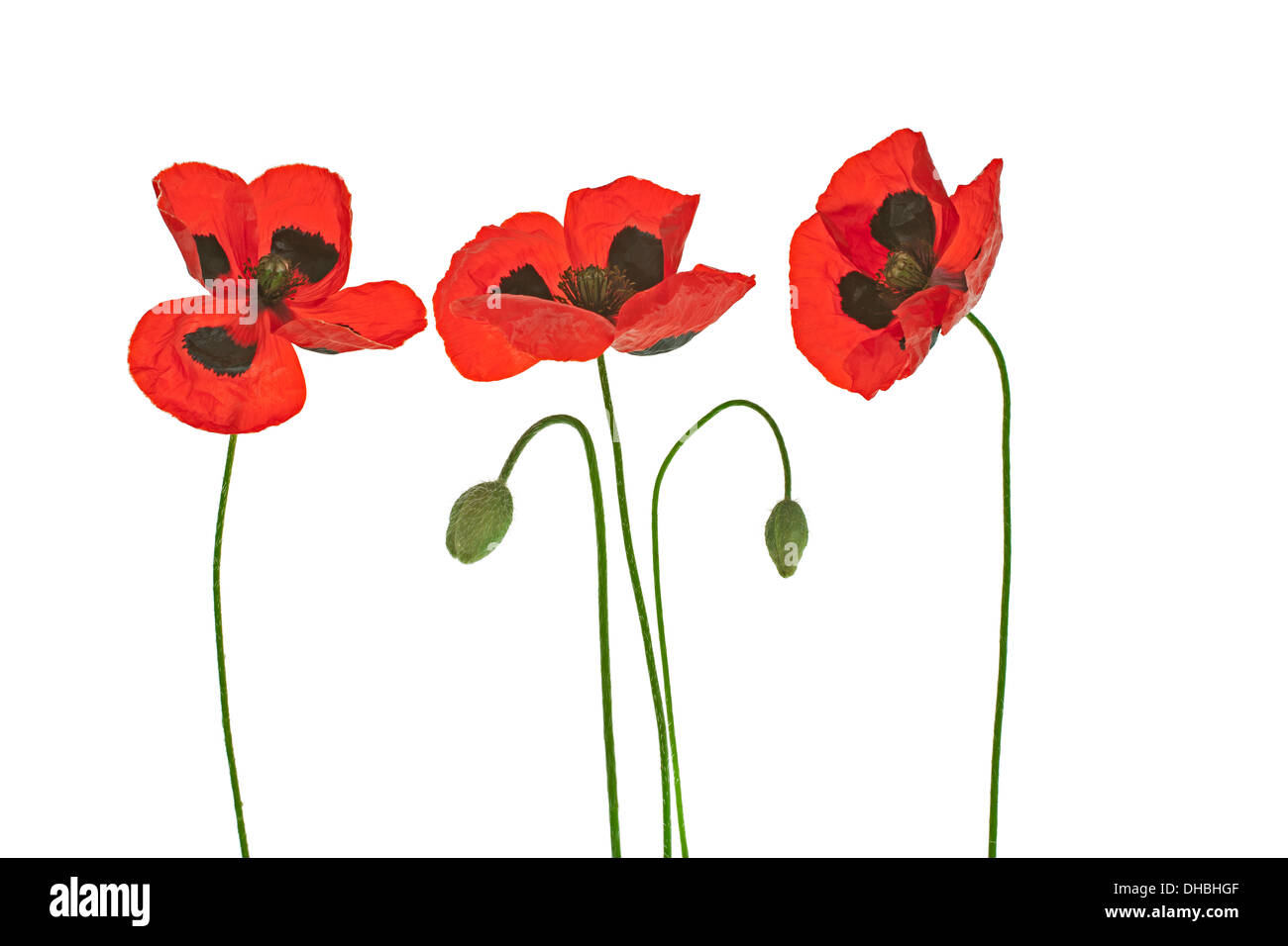 Two red poppy flowers together isolated on white background with ...
