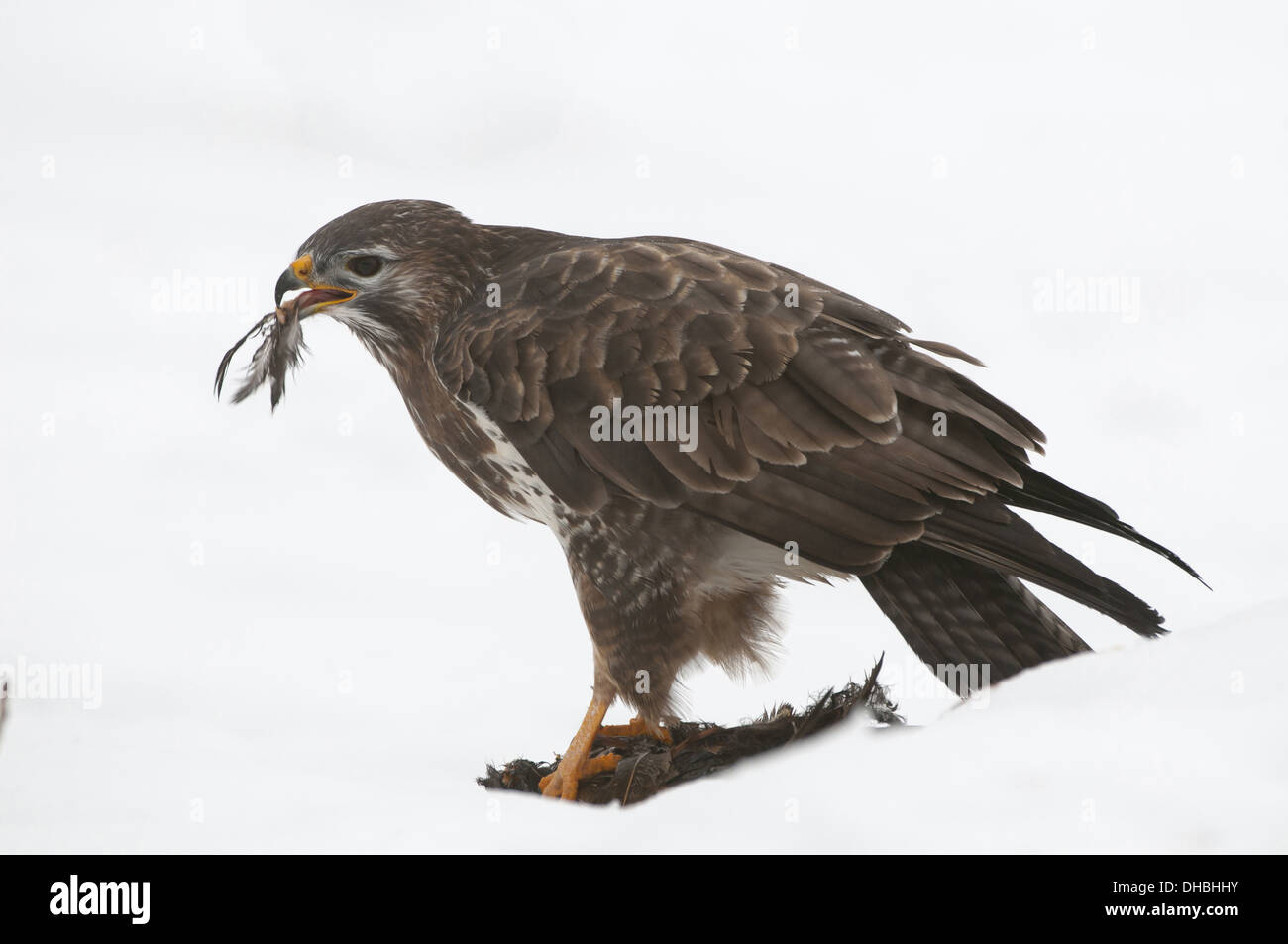 Common buzzard with prey on snow, Buteo buteo, Germany, Europe Stock ...
