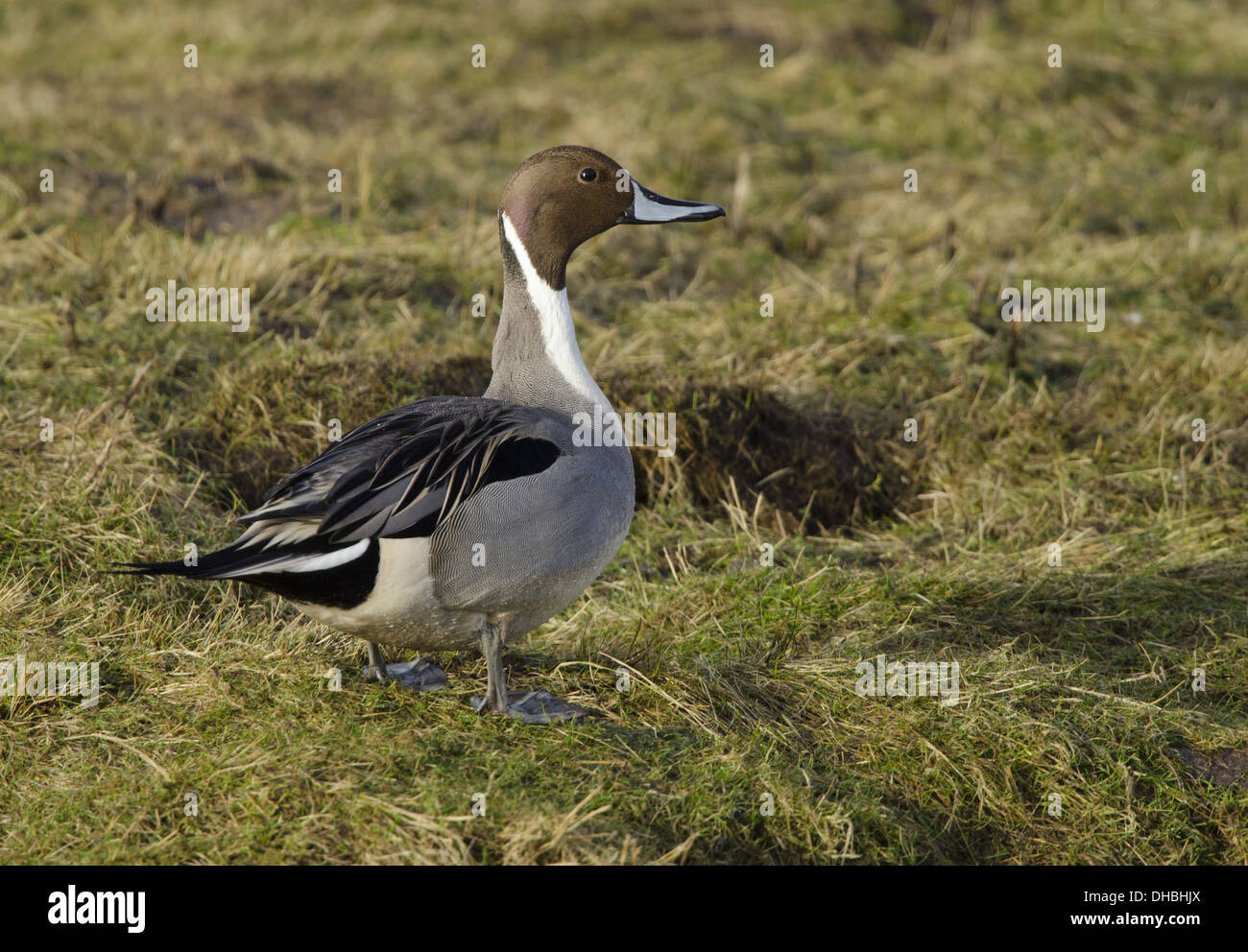 Mating pintail hi-res stock photography and images - Alamy