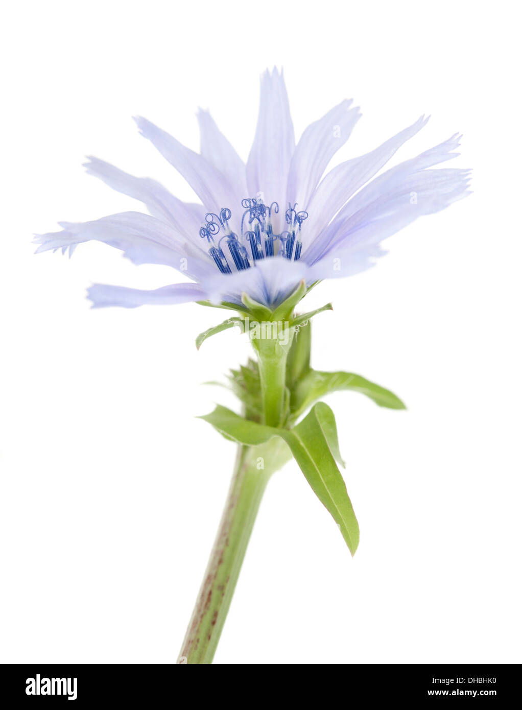 Chicory flower hi-res stock photography and images - Alamy