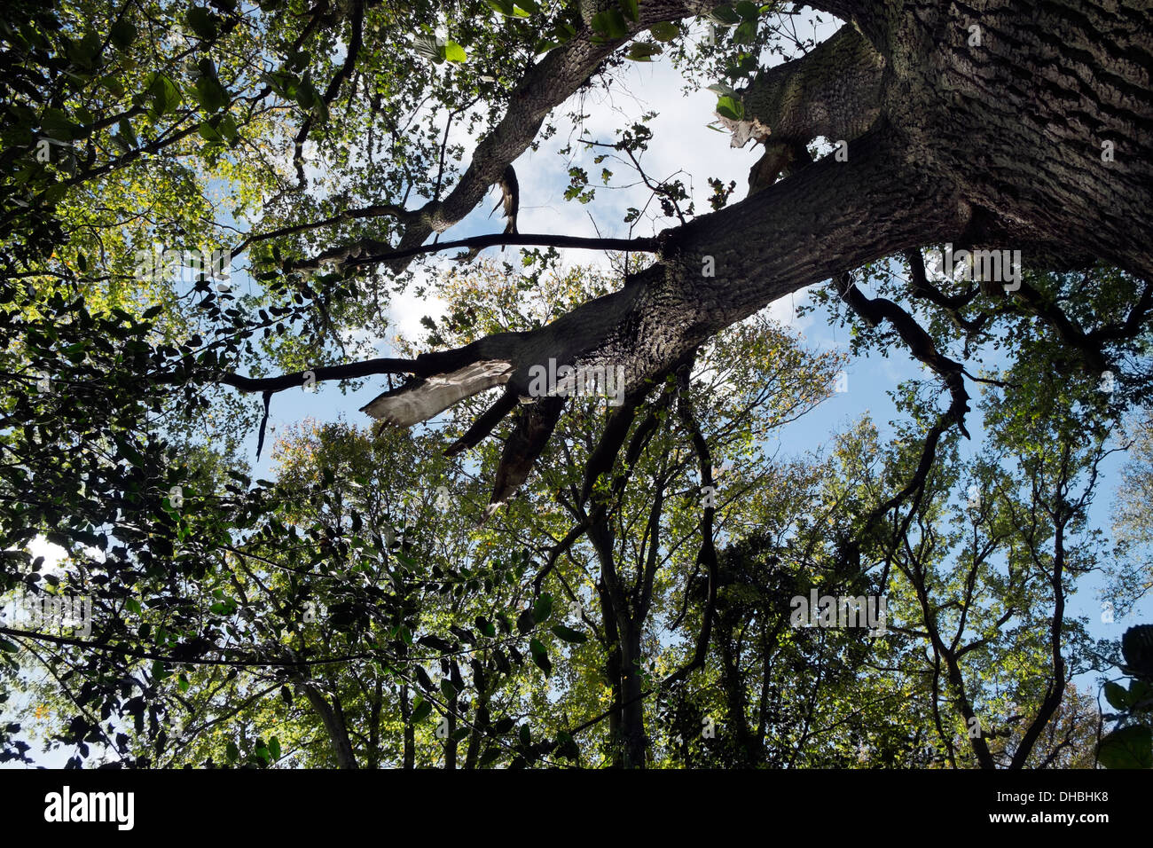 Storm damaged Oak tree Stock Photo - Alamy