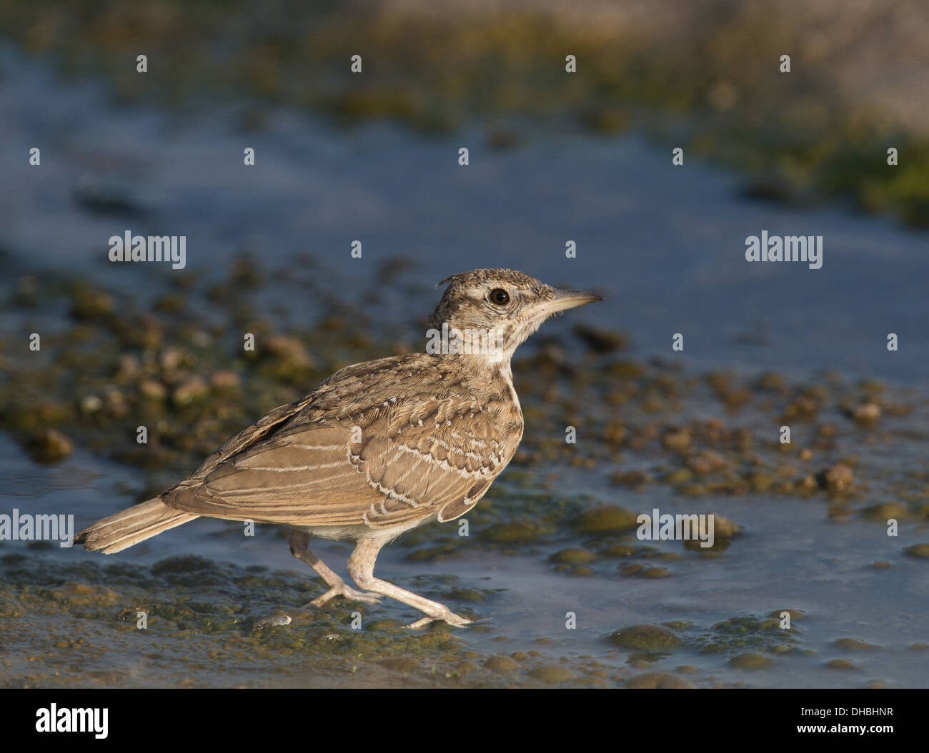 Calandra Lark, Melanocorypha calandra, Greece, Europe Stock Photo - Alamy