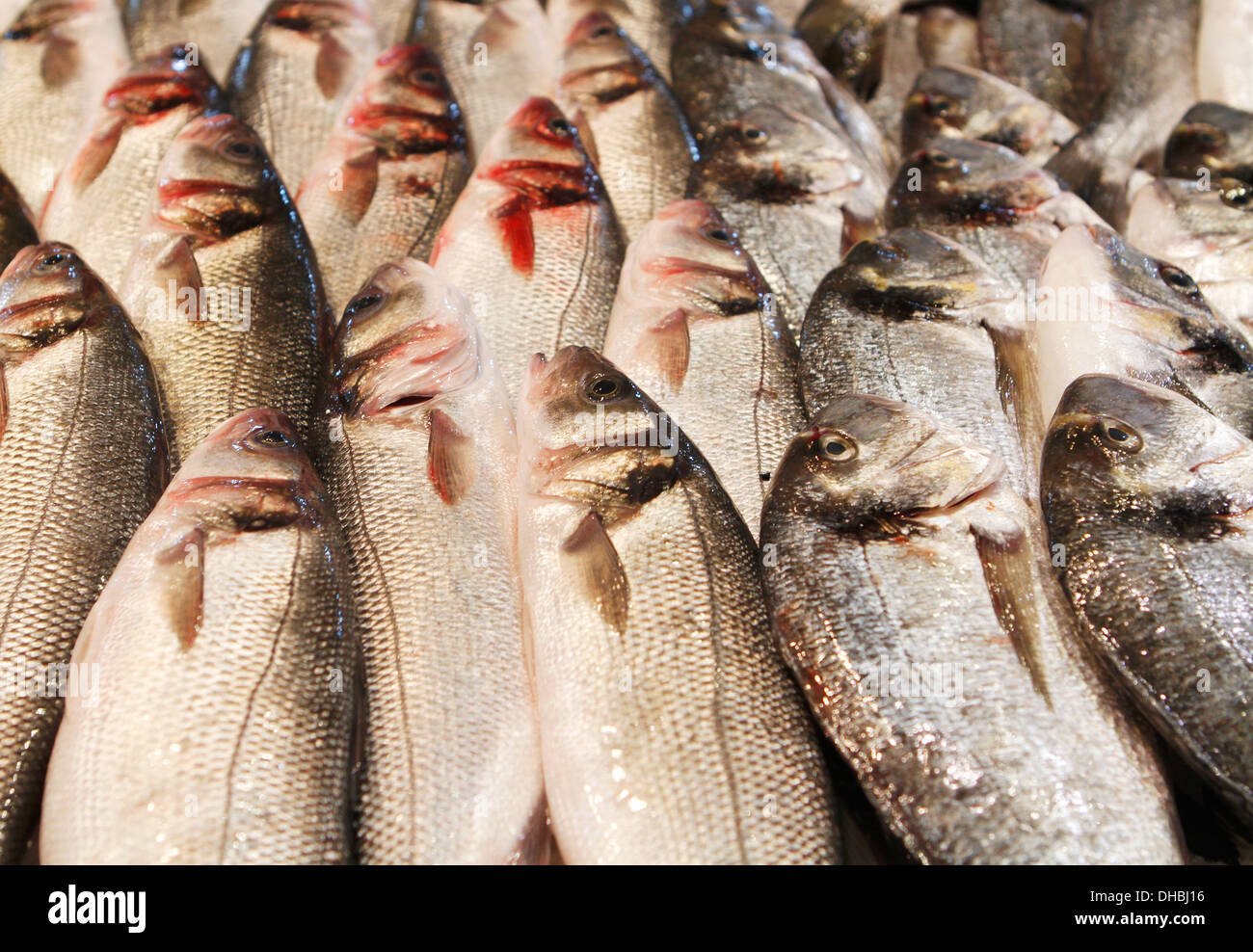 Different fish species hi-res stock photography and images - Alamy