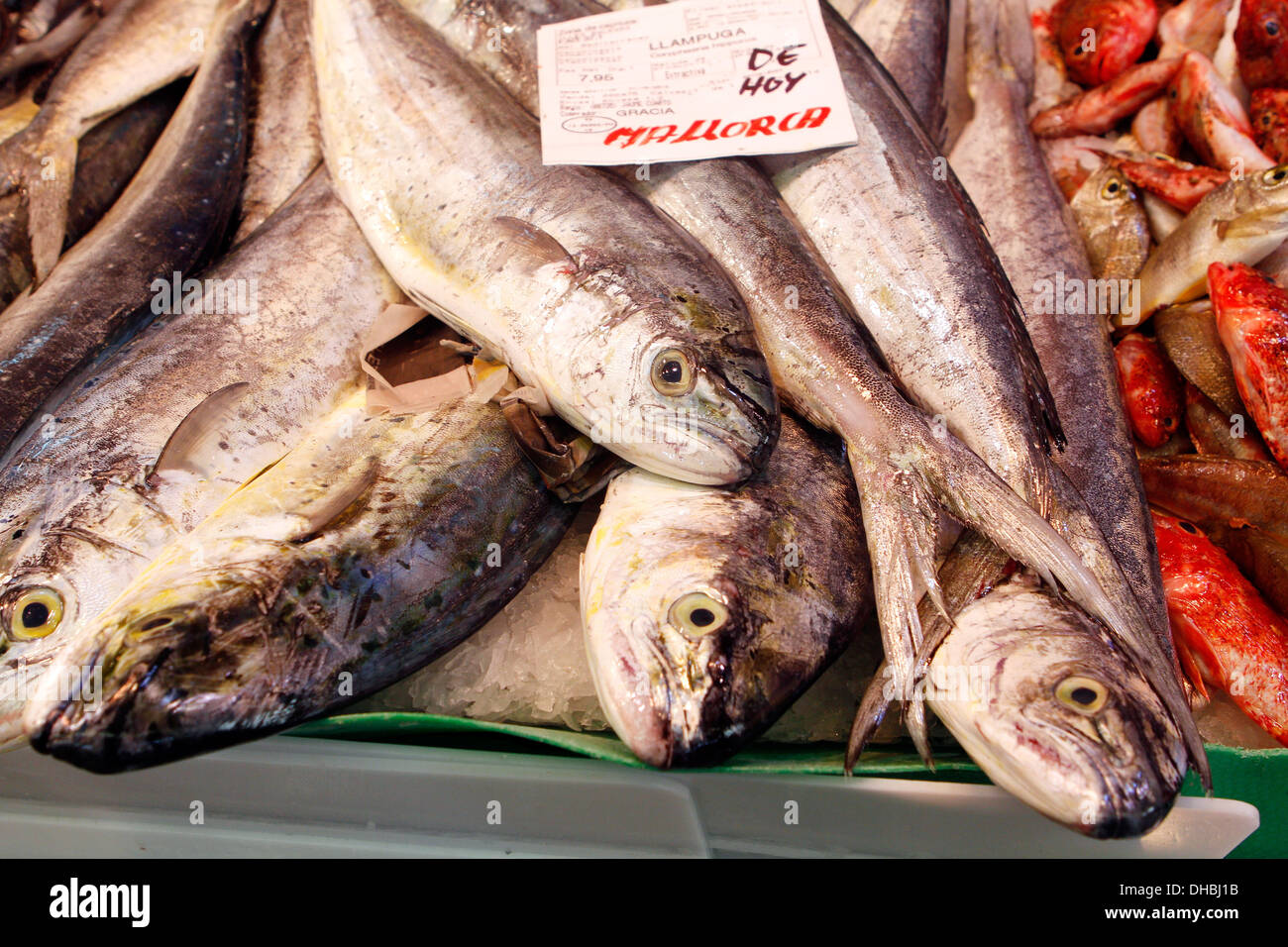 Different fish species hi-res stock photography and images - Alamy