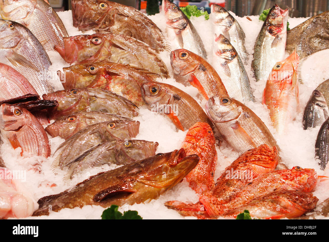 Different fish species hi-res stock photography and images - Alamy