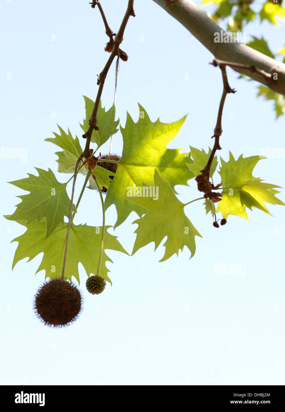 plane tree leaves in spring time Stock Photo - Alamy
