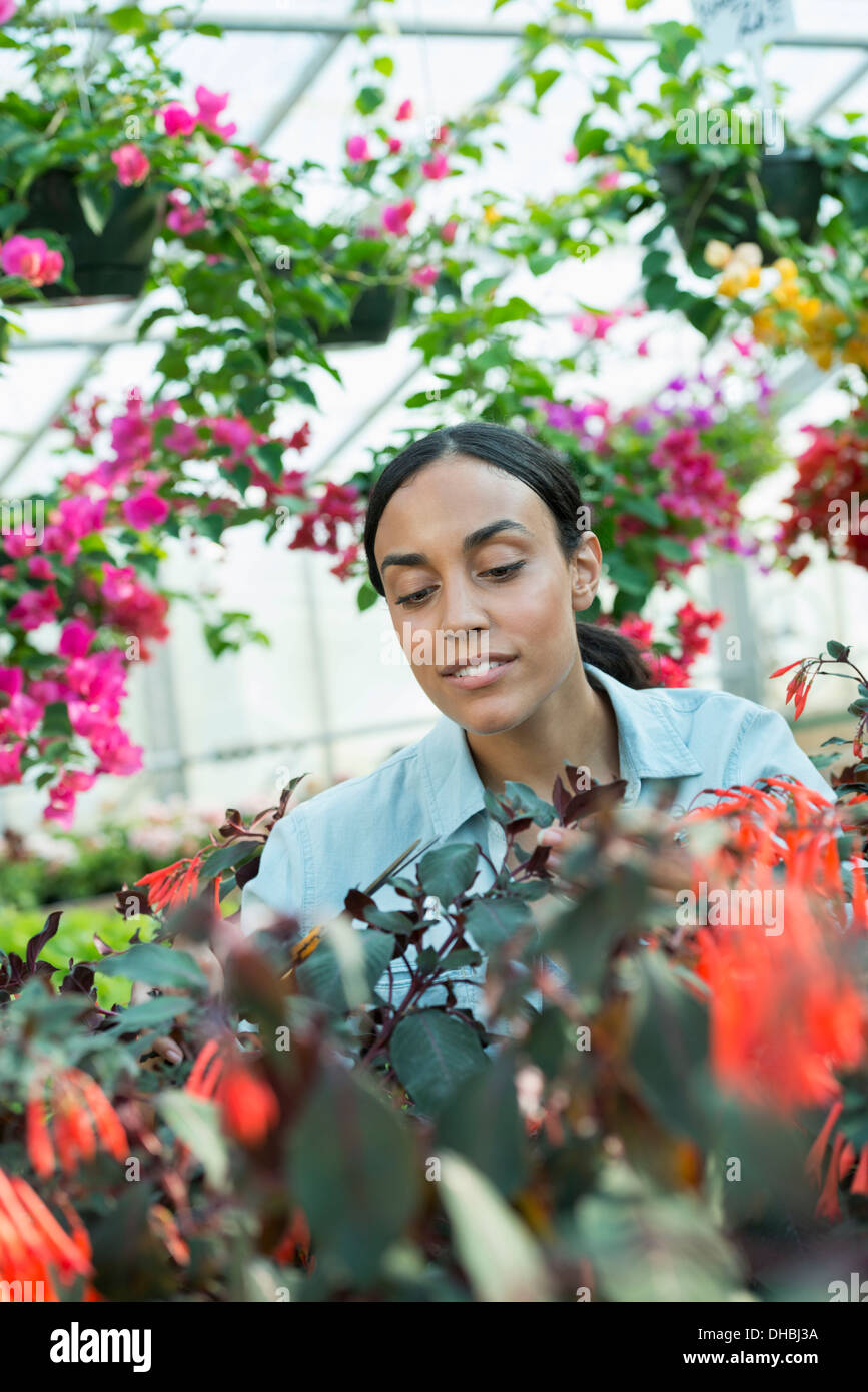 A commercial greenhouse in a plant nursery growing organic flowers. A ...