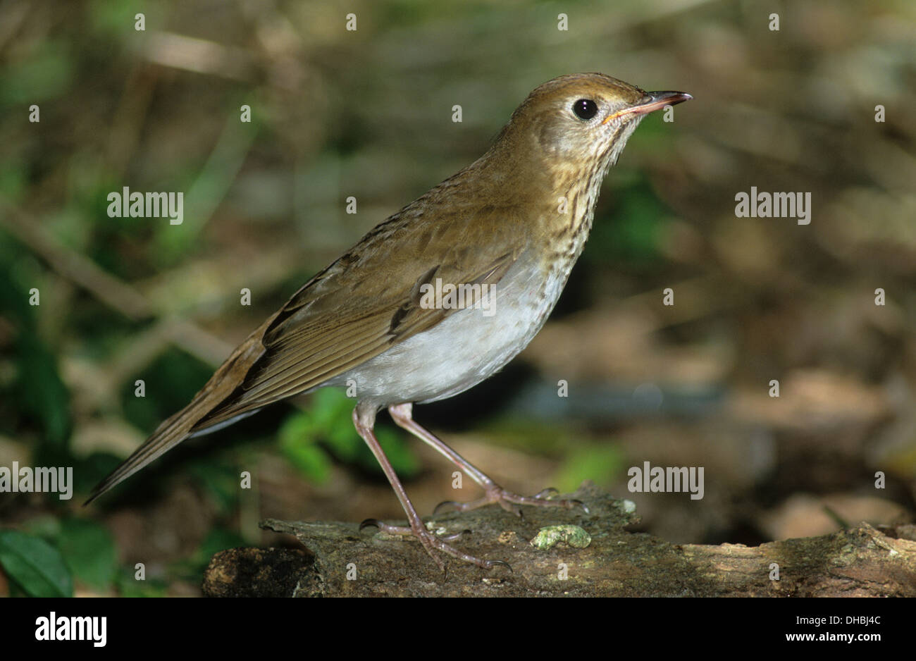 Catharus fuscescens hi-res stock photography and images - Alamy