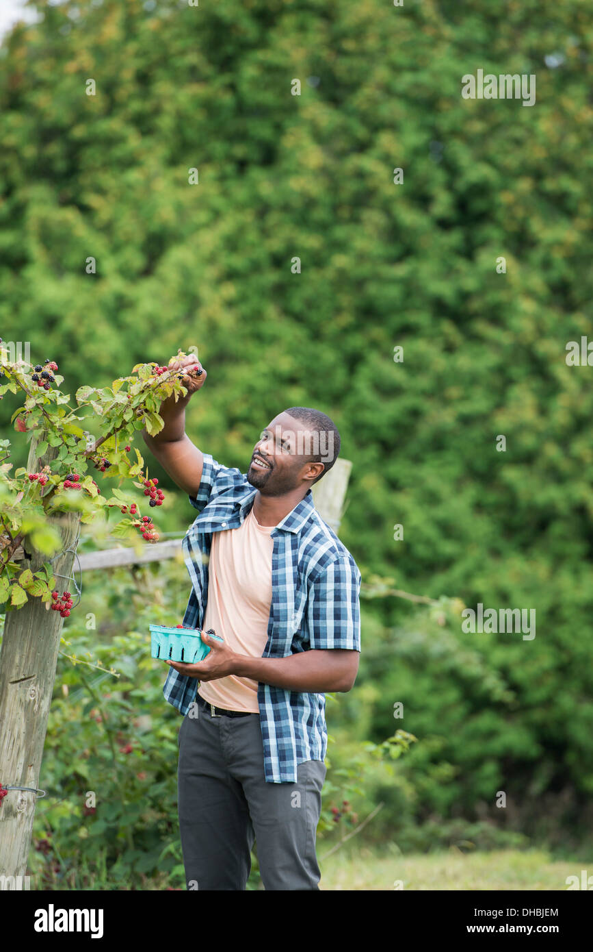 Picking blackberry fruits on an organic farm. A man reaching up to pick ...