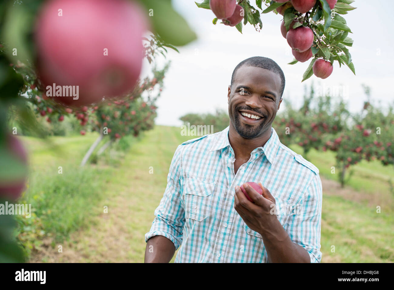 Man working at apple orchard hi-res stock photography and images - Alamy