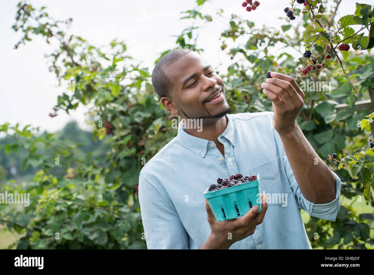 A man reaching up to pick berries from a blackberry bush on an organic ...