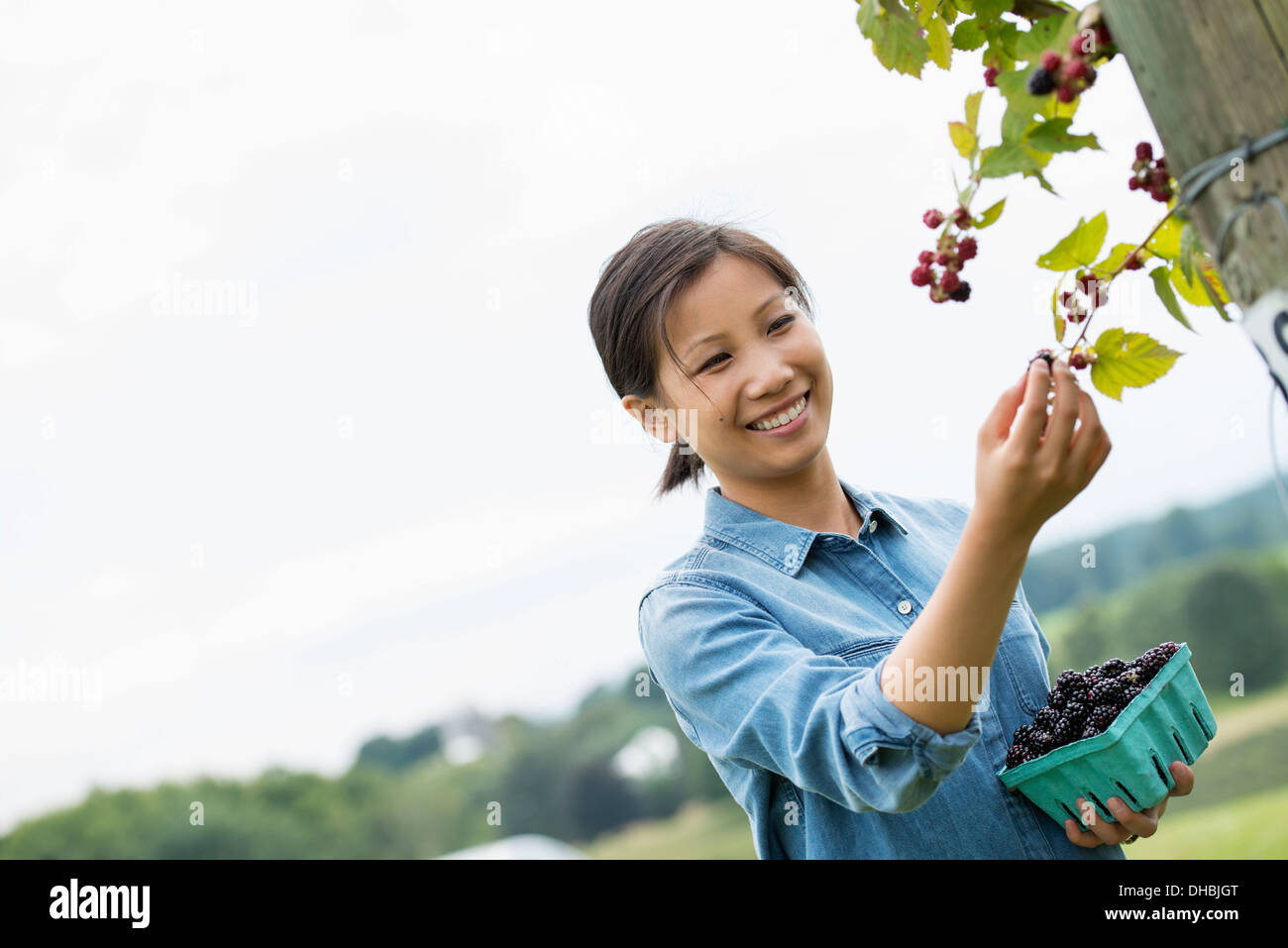 A woman reaching up to pick berries from a blackberry bush on an ...