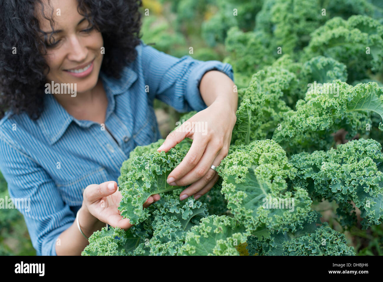 An organic vegetable farm. A woman working among the crisp curly kale ...