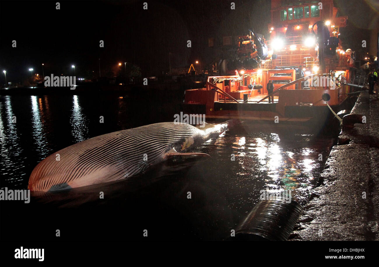 A beached whale, at north of Majorca island in the mediterranean, Spain ...