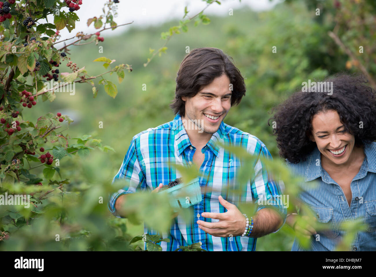 Middle eastern fruits hi-res stock photography and images - Alamy