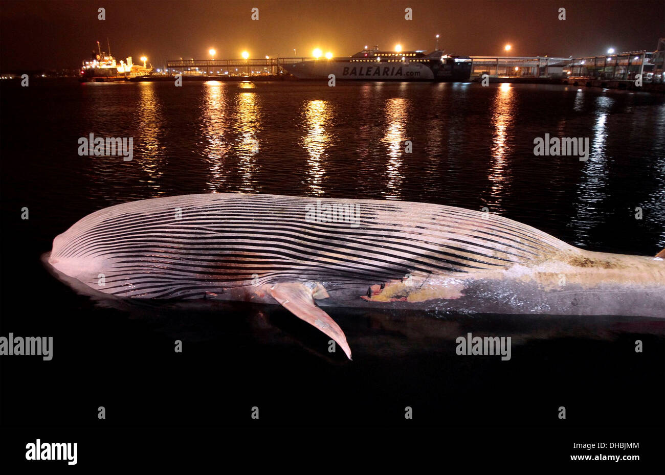 Usually on beach beached whales often die due to dehydration hi-res ...