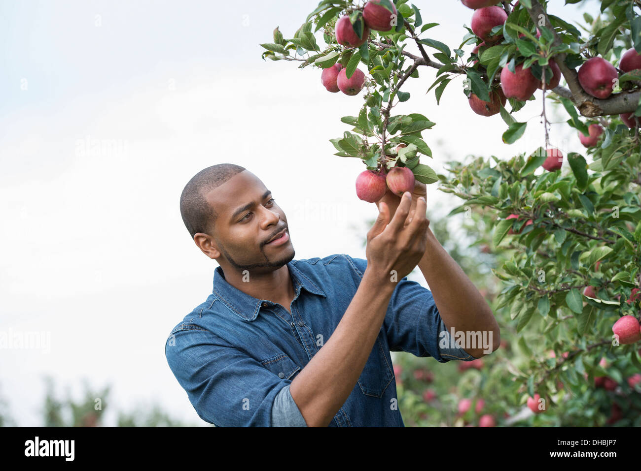 Man picking apples african american hi-res stock photography and images ...